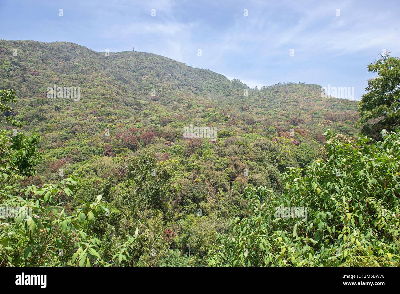 Deciduous forests on Sri Lanka, A little "Indian summer" feeling Stock ...