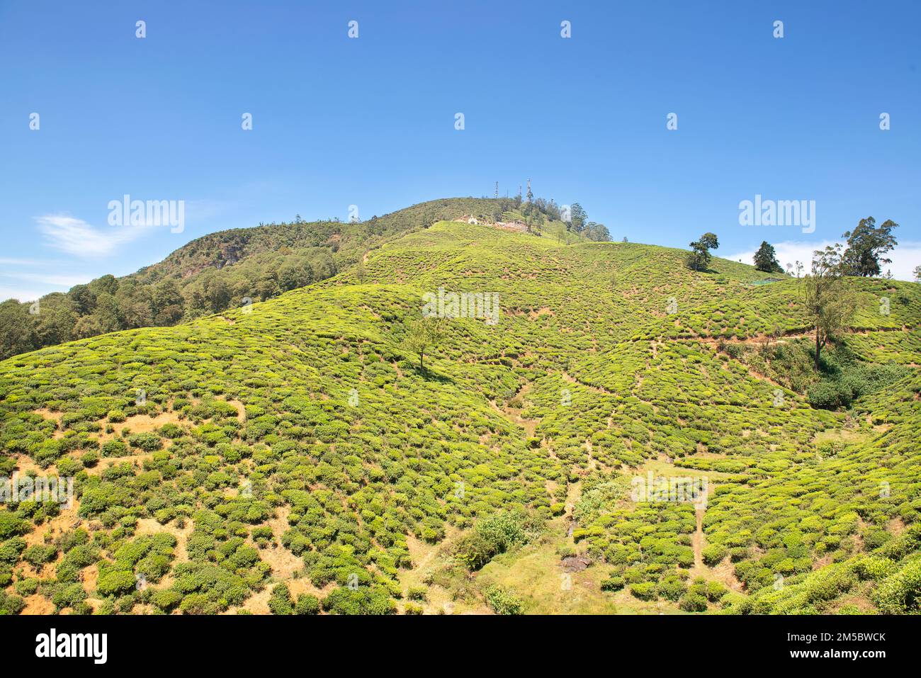 Tea plantation in Nuwara Eliya, Sri Lanka Stock Photo - Alamy