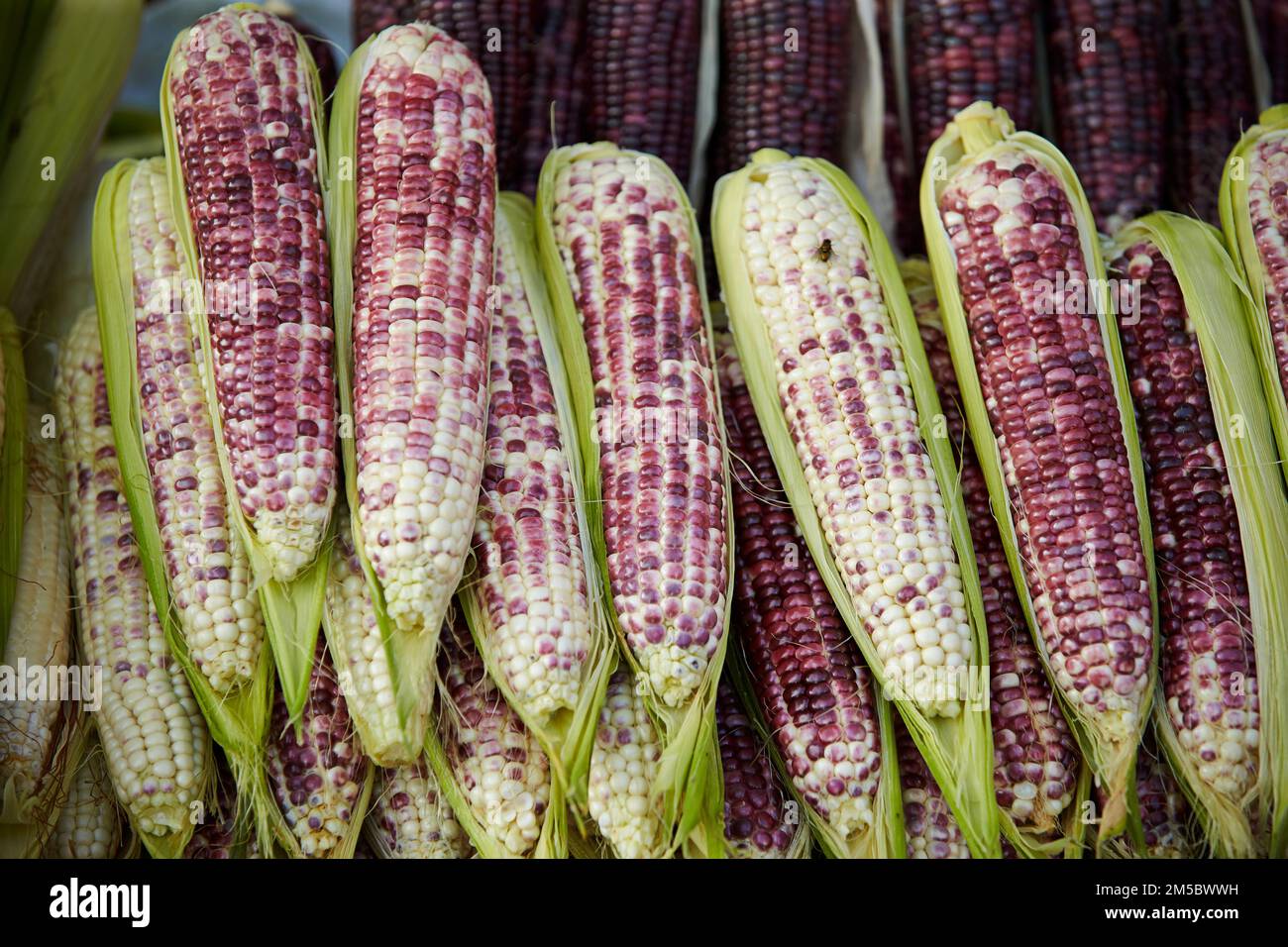 Raw corn at the traditional market Stock Photo - Alamy