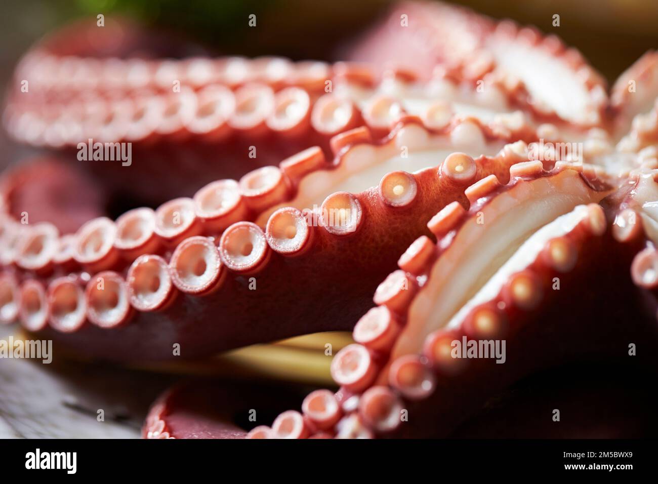 Octopus teeth hi-res stock photography and images - Alamy