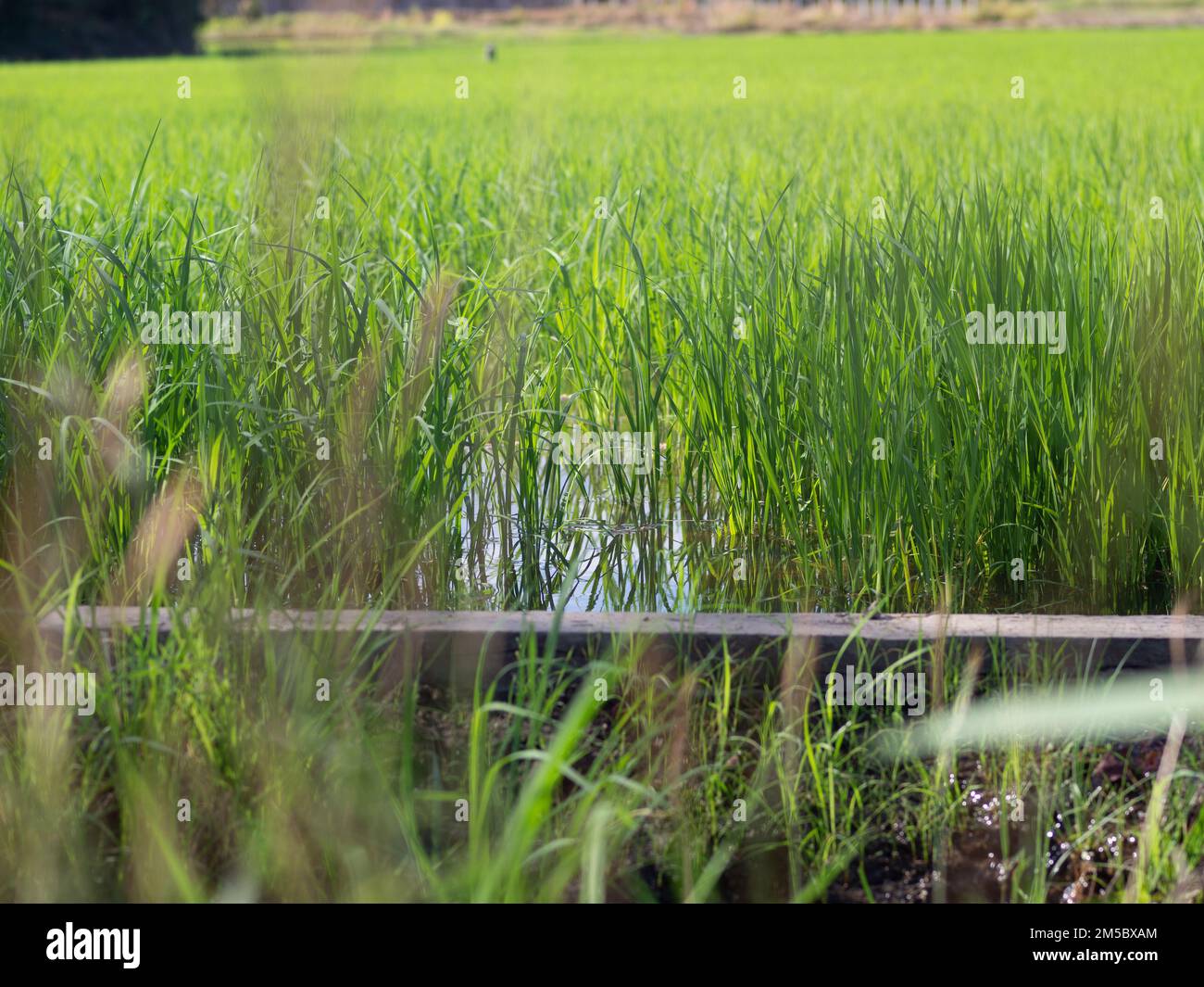 Single yellow white grass flower Stock Photo - Alamy