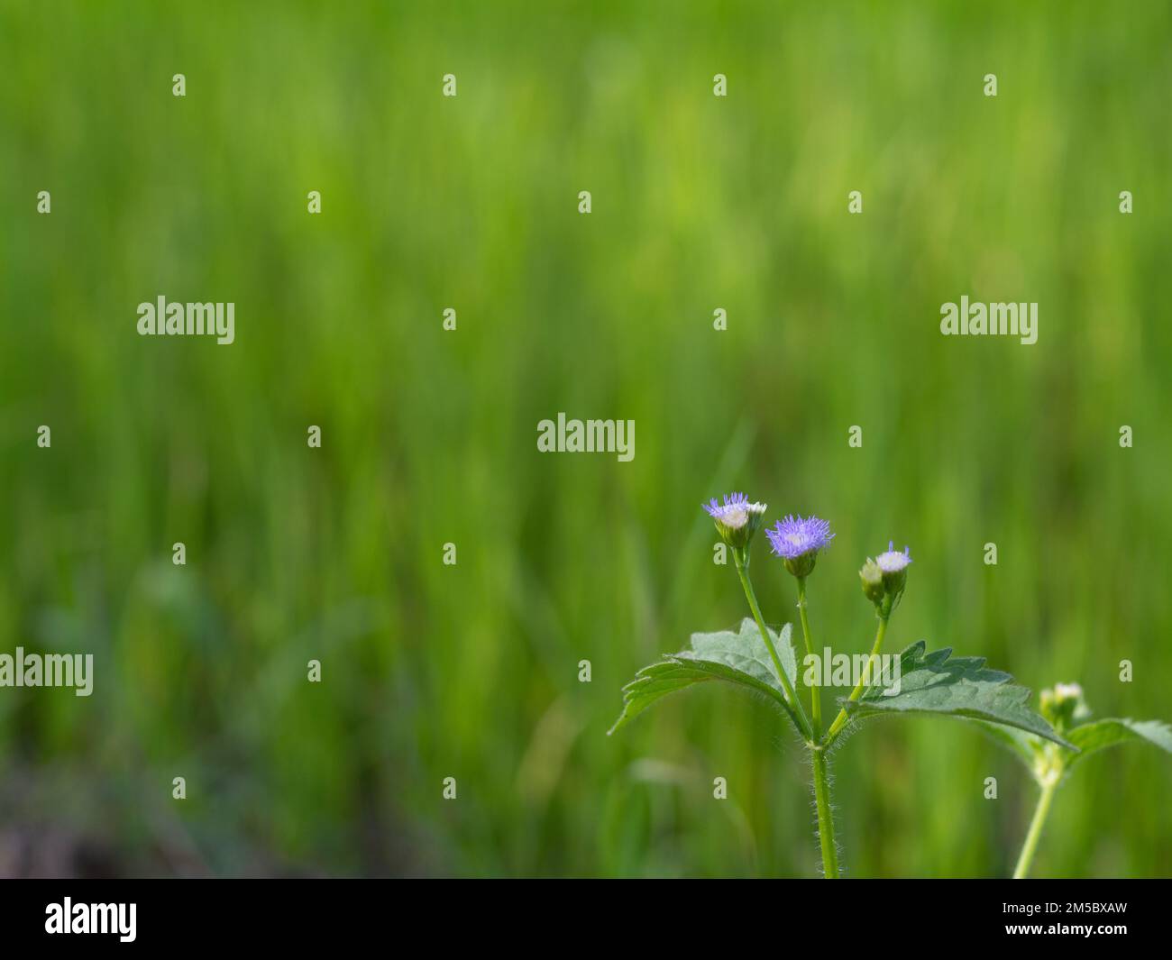 White grass flower hi-res stock photography and images - Alamy
