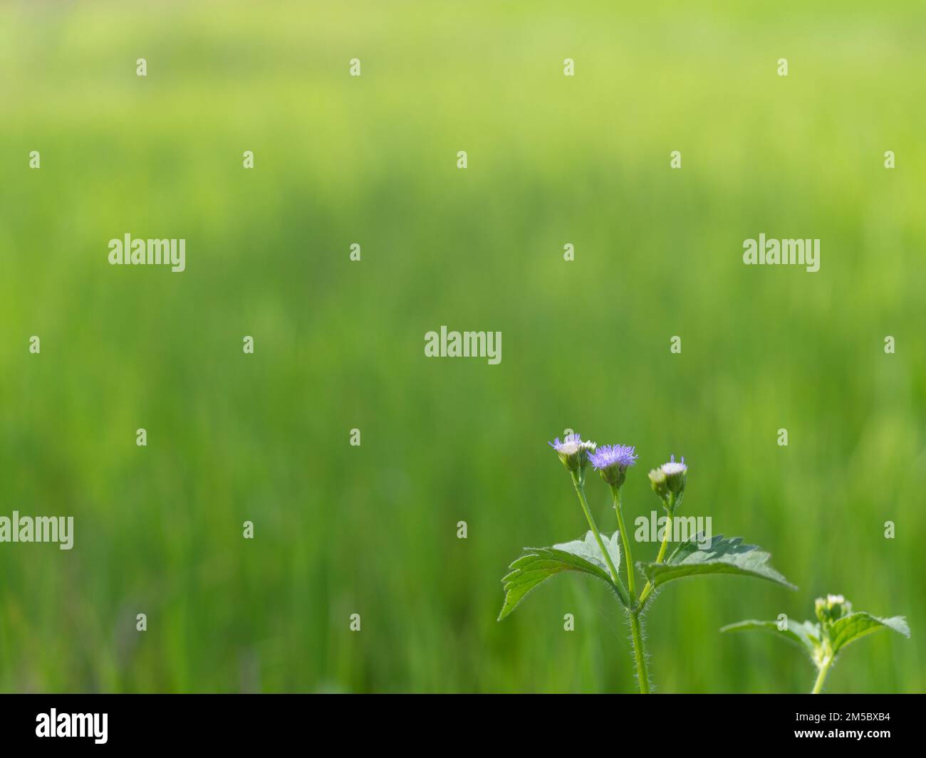 Single yellow white grass flower Stock Photo - Alamy