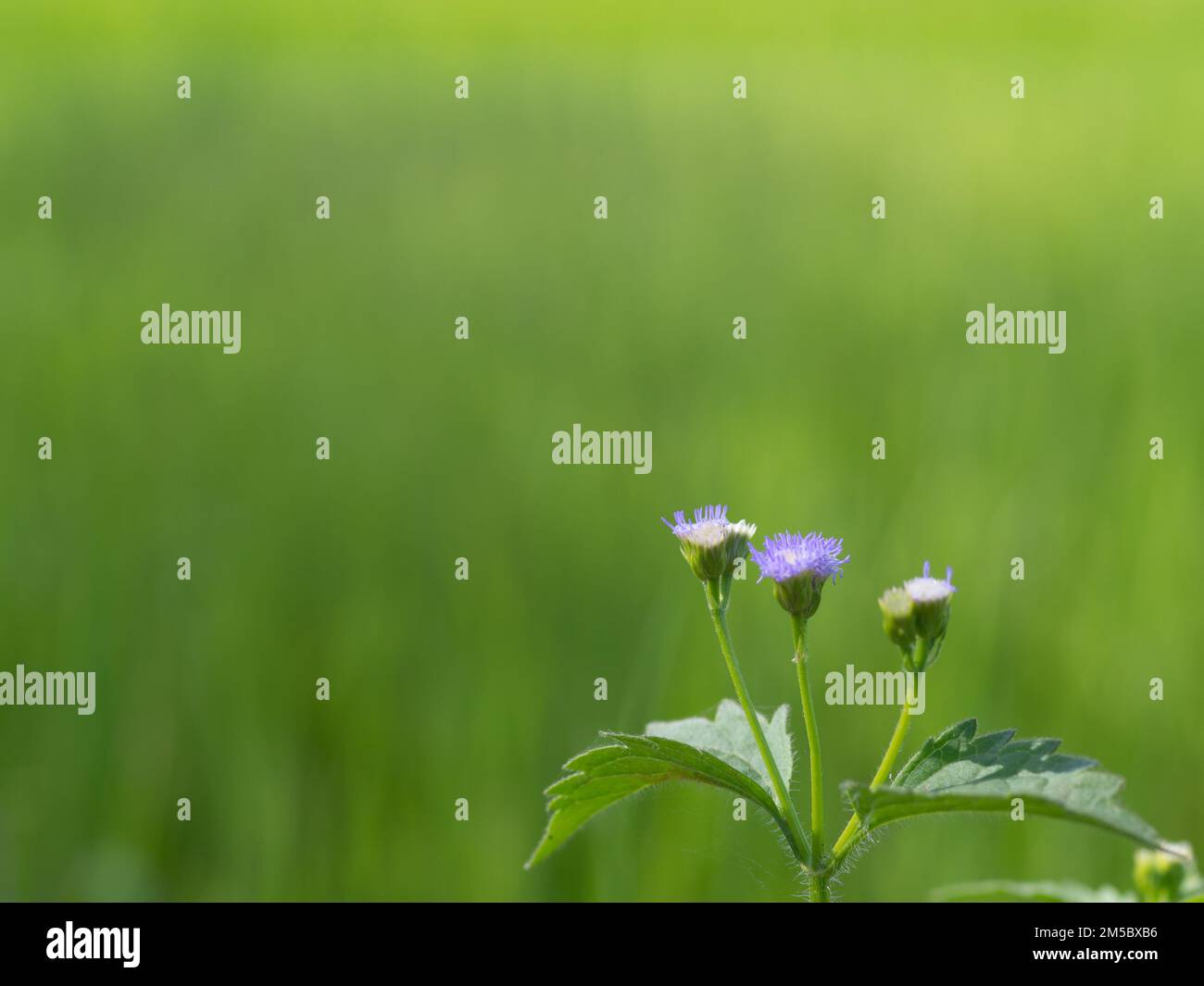 White grass flower hi-res stock photography and images - Alamy