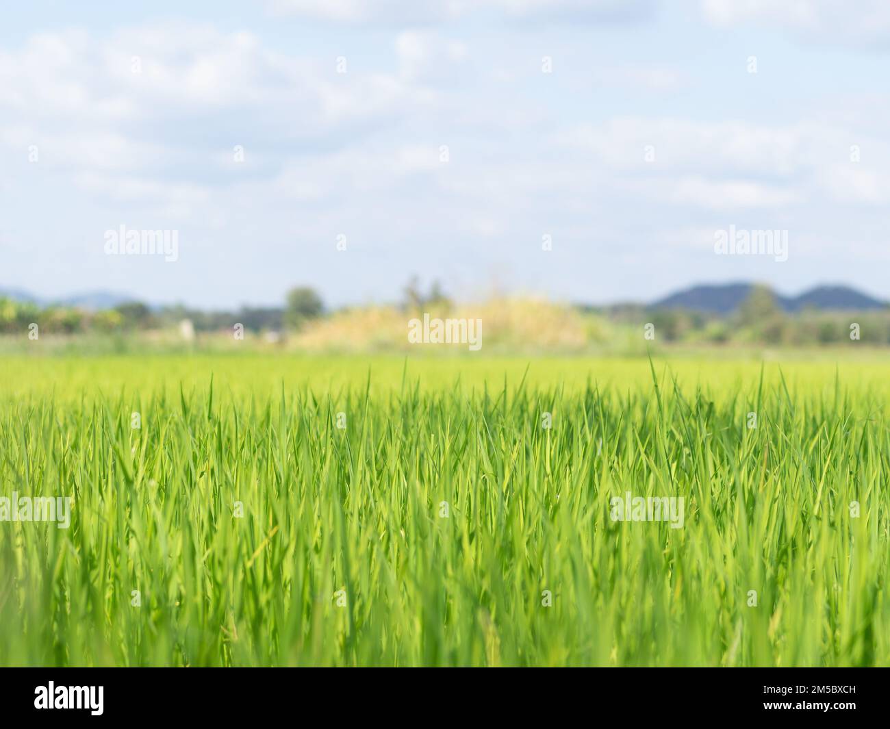 Single yellow white grass flower Stock Photo - Alamy