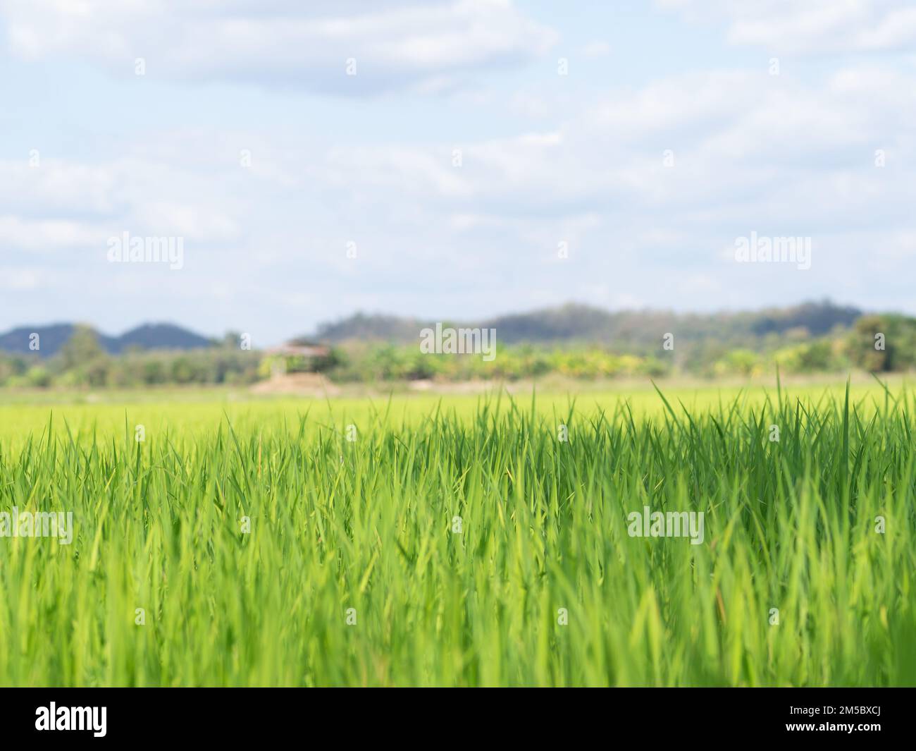 Single yellow white grass flower Stock Photo - Alamy