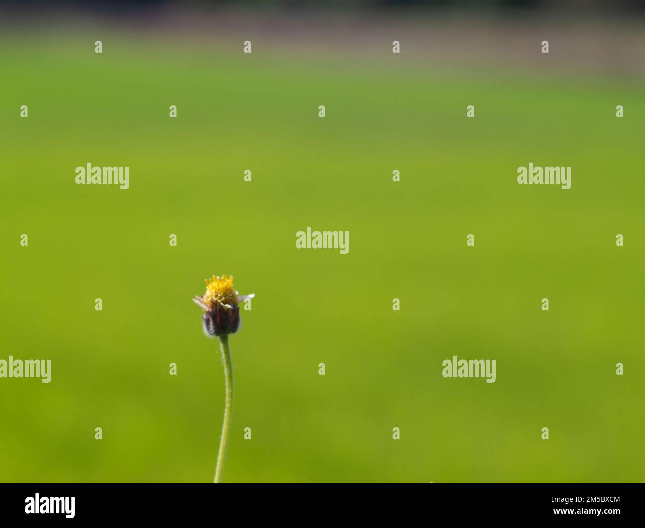 Single yellow white grass flower Stock Photo - Alamy