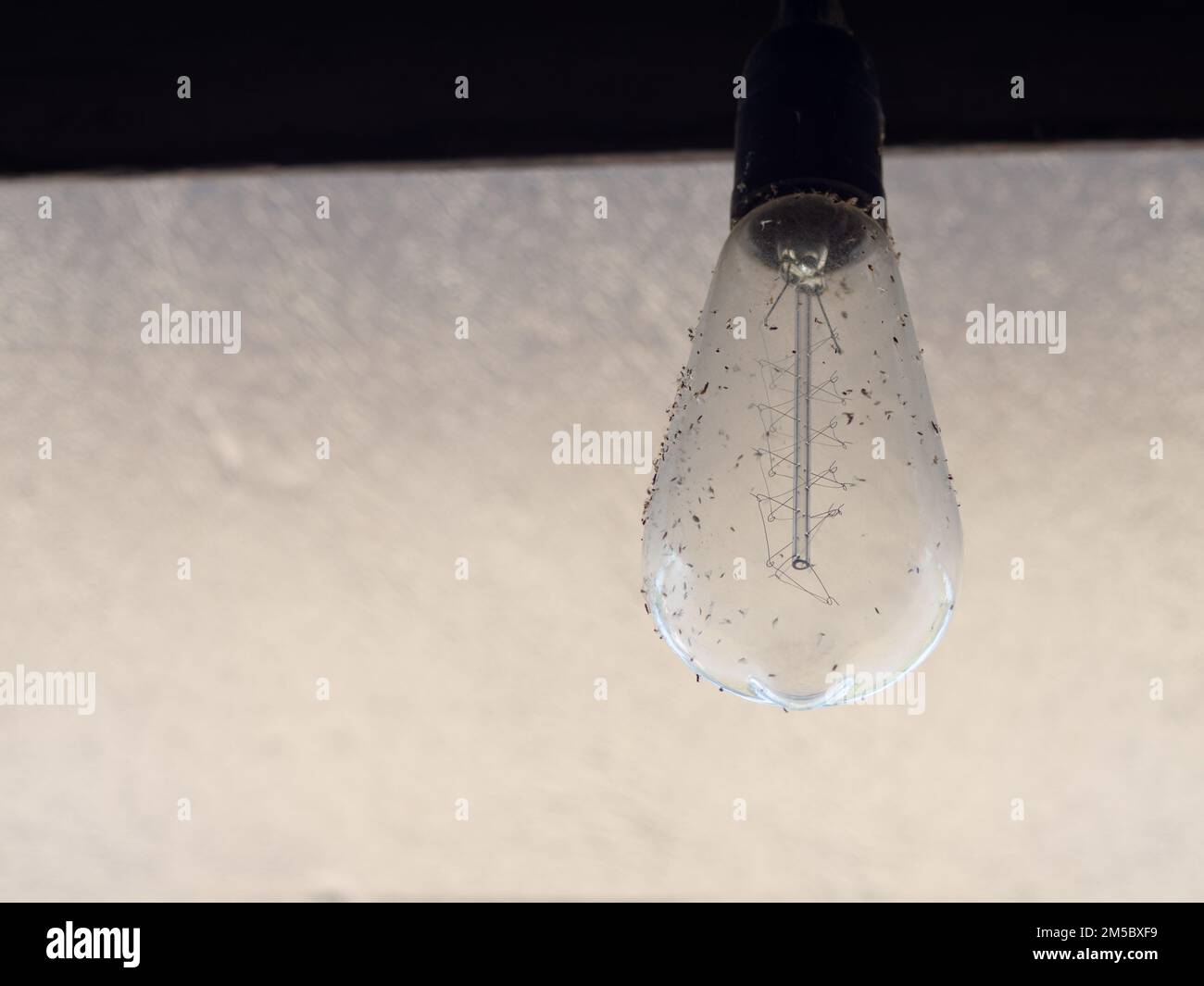 Vintage bulb and dead insect Stock Photo - Alamy