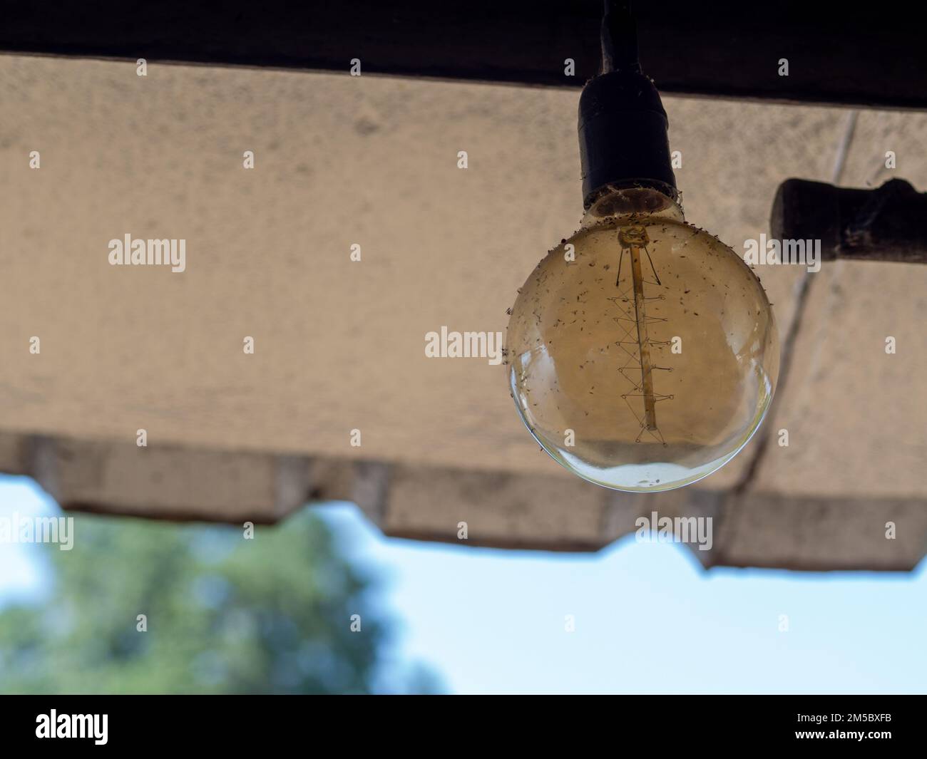 Vintage bulb and dead insect Stock Photo - Alamy