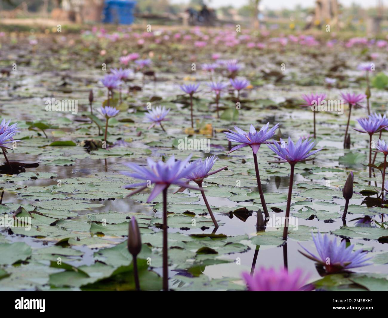 Lotus and lotus leaves in the water basin Stock Photo - Alamy