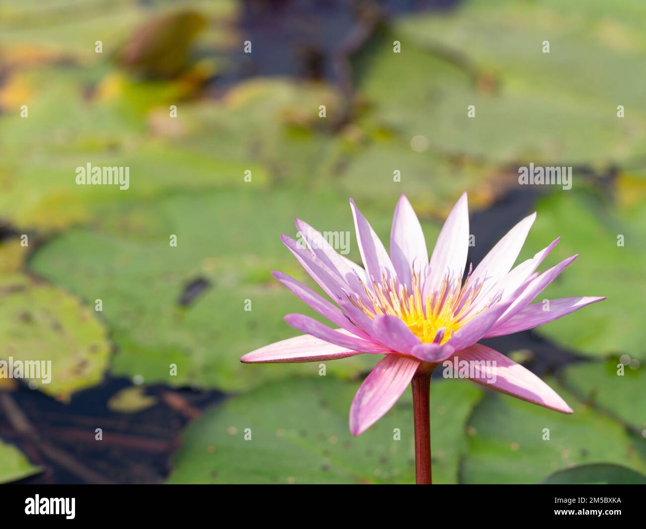 Lotus and lotus leaves in the water basin Stock Photo - Alamy