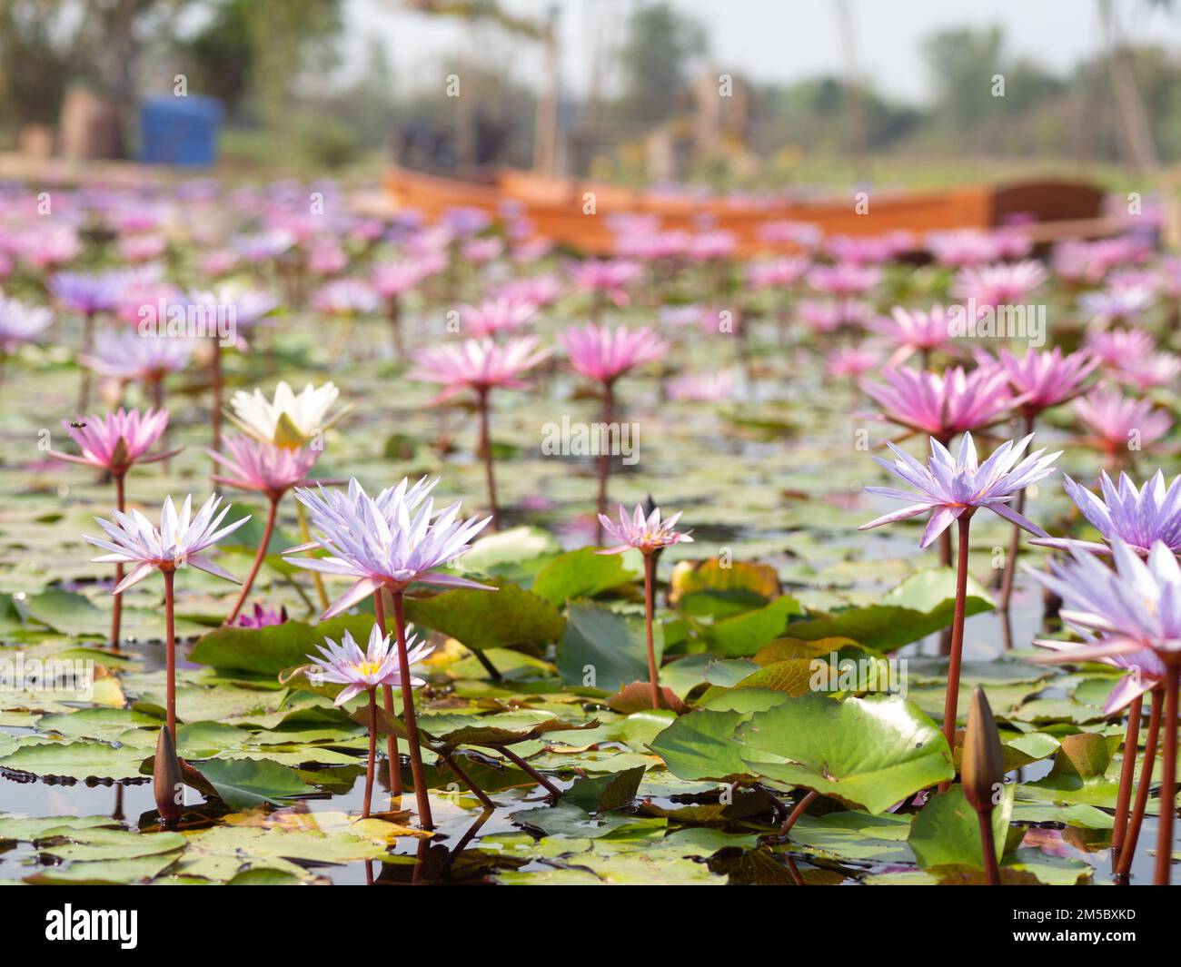Lotus and lotus leaves in the water basin Stock Photo - Alamy