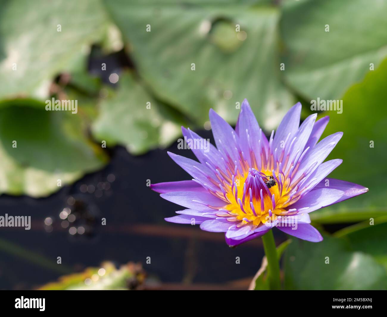 Lotus and lotus leaves in the water basin Stock Photo - Alamy