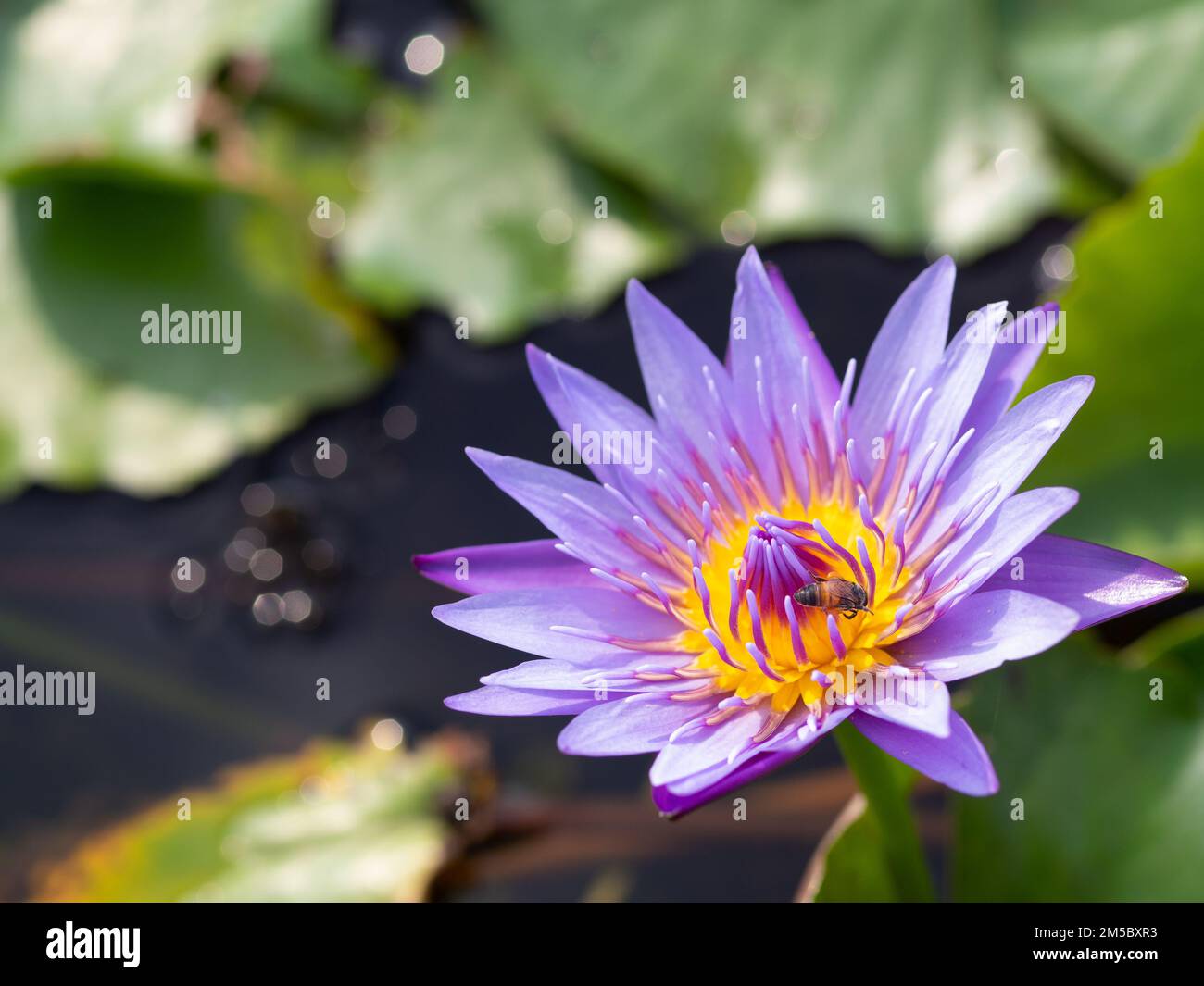 Lotus and lotus leaves in the water basin Stock Photo - Alamy