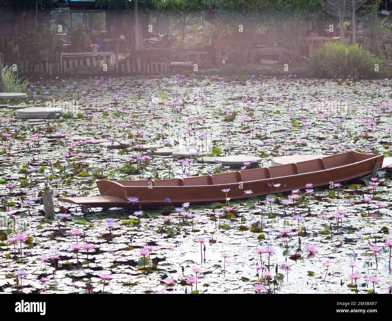 Lotus pond and wooden boat Stock Photo - Alamy