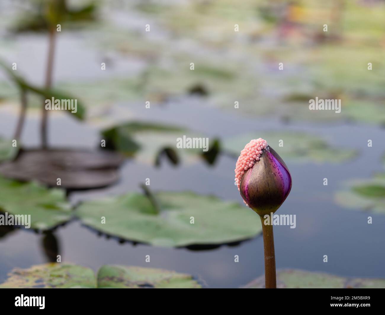 Eggs channeled apple snail hi-res stock photography and images - Alamy
