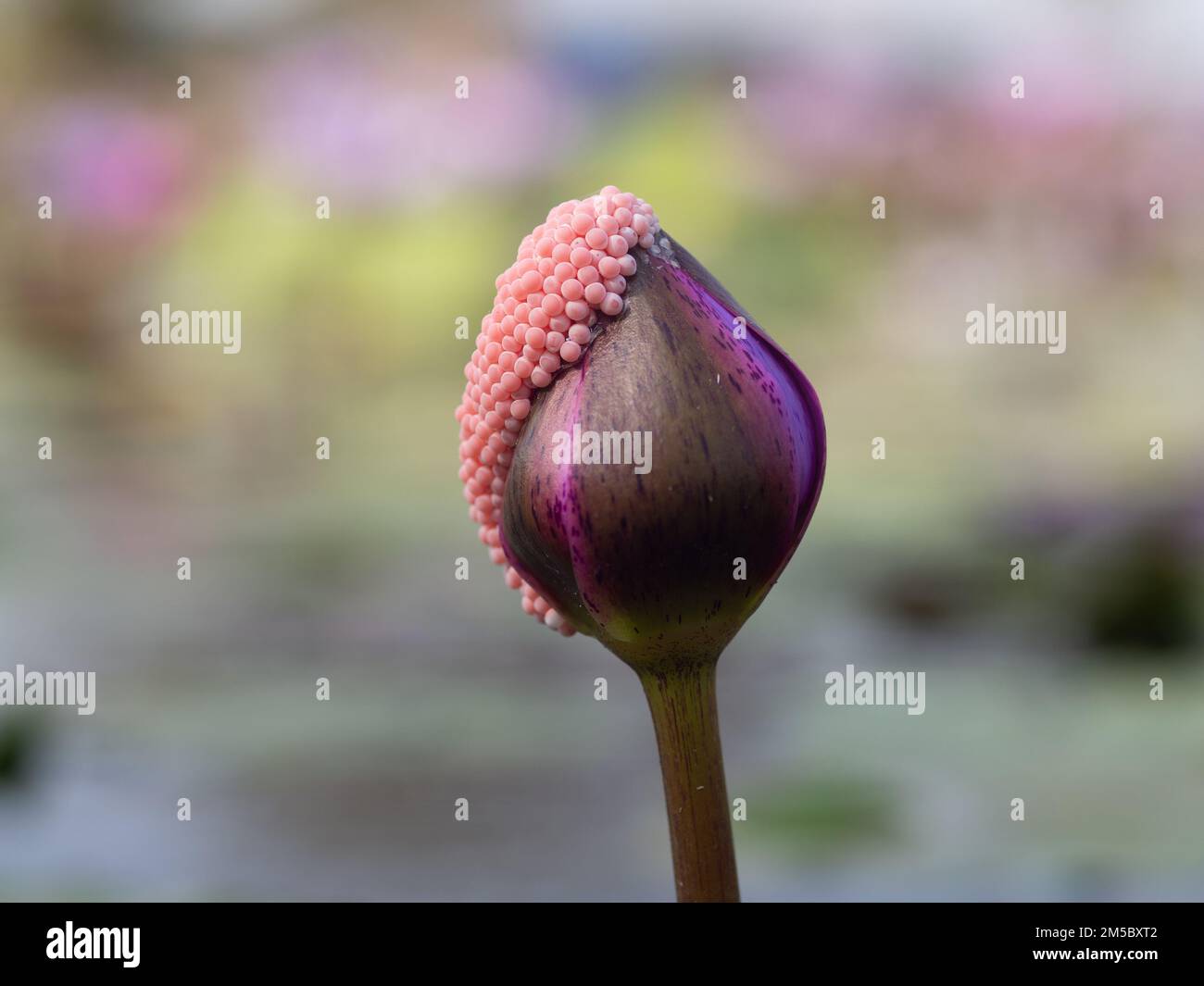 Eggs channeled apple snail hi-res stock photography and images - Alamy