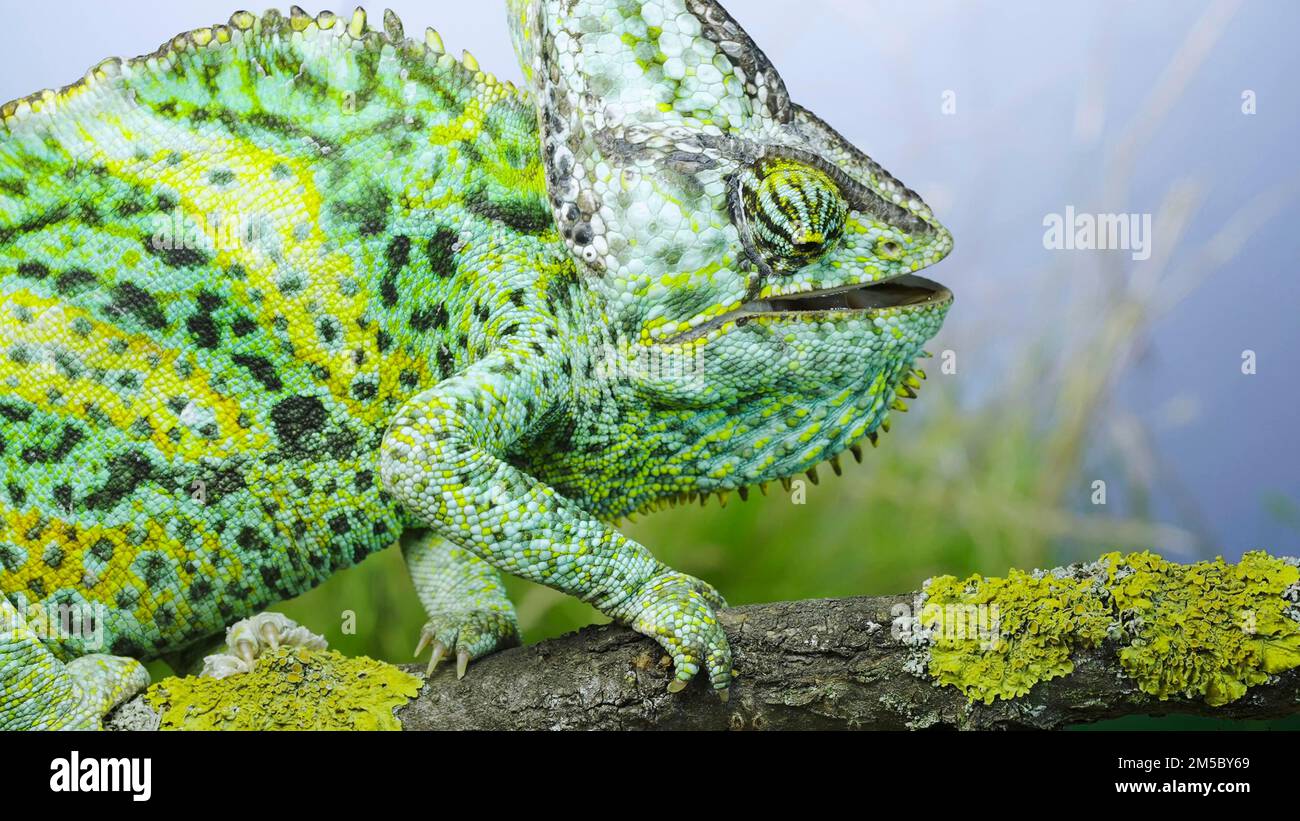 Aggressive behavior of an adult chameleon sits on a tree branch and ...