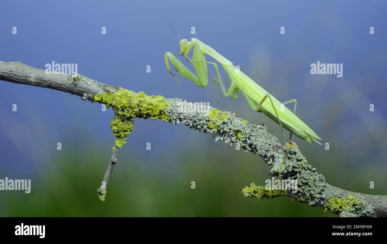 Green praying mantis sits on tree branch and cleans its paws on green ...
