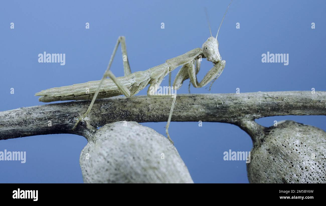 Small praying mantis sits on Henbane dry flowers and washes on blue sky ...