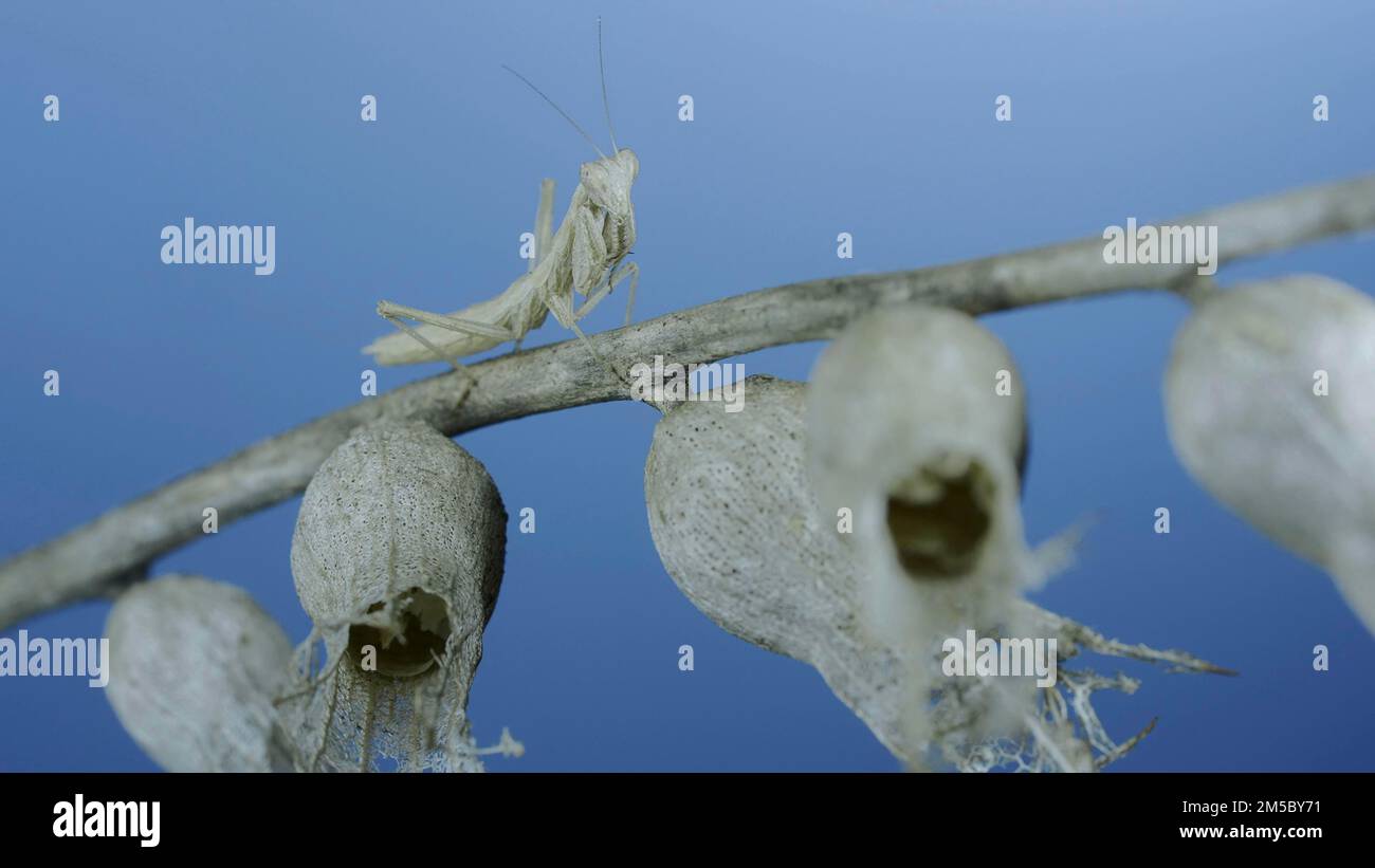 Closeup of small praying mantis sits on Henbane dry flowers on blue sky ...