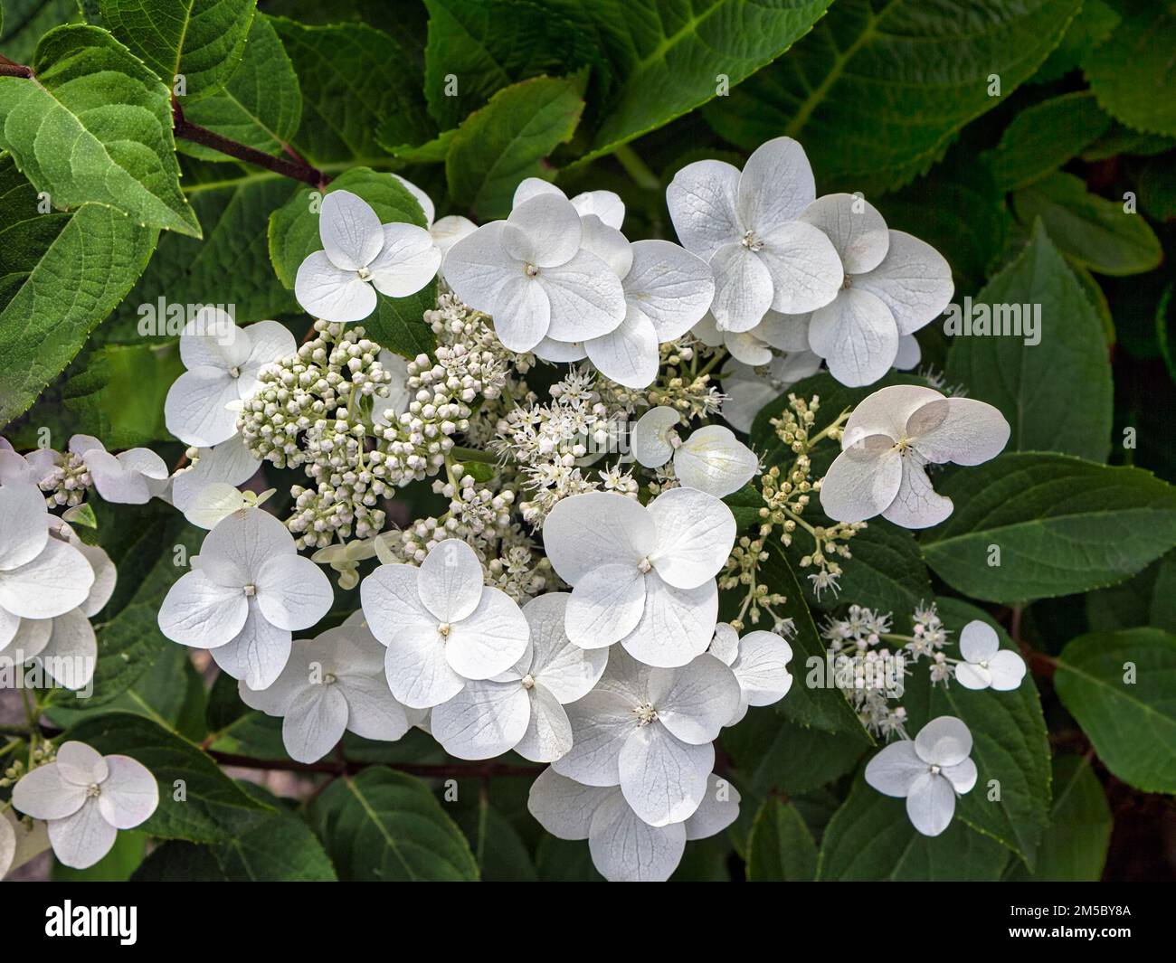 White hydrangea from above hi-res stock photography and images - Alamy