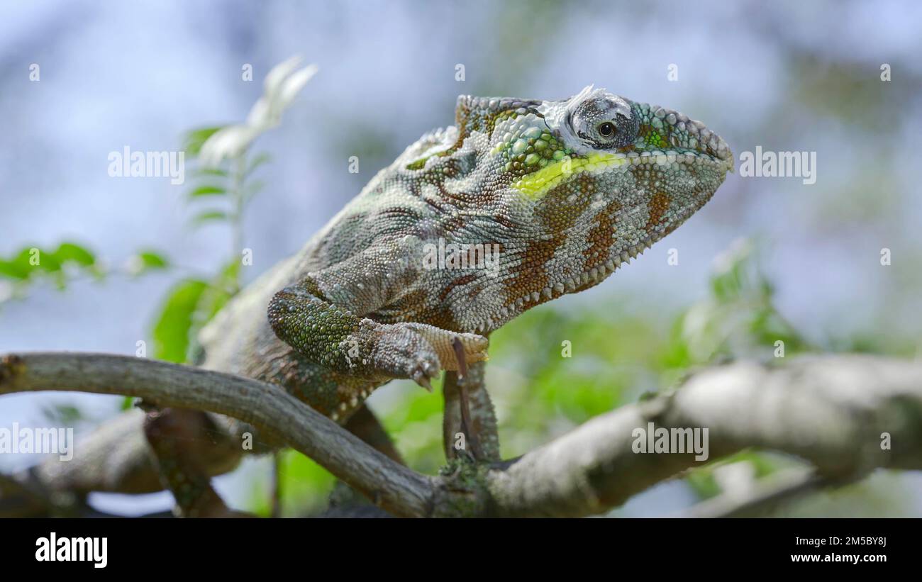 Close up of Chameleon sits on a tree branch and looks around. Panther ...