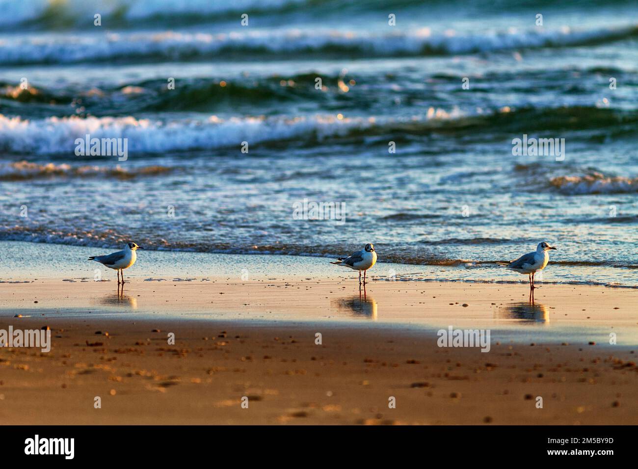 Three juvenile mediterranean gulls (Larus melanocephalus) standing side ...