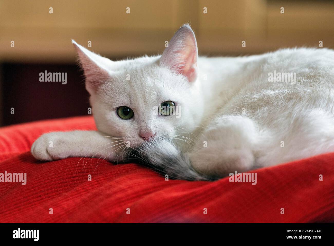 Young white tomcat, felidae (Felis silvestris catus) on red cushion ...