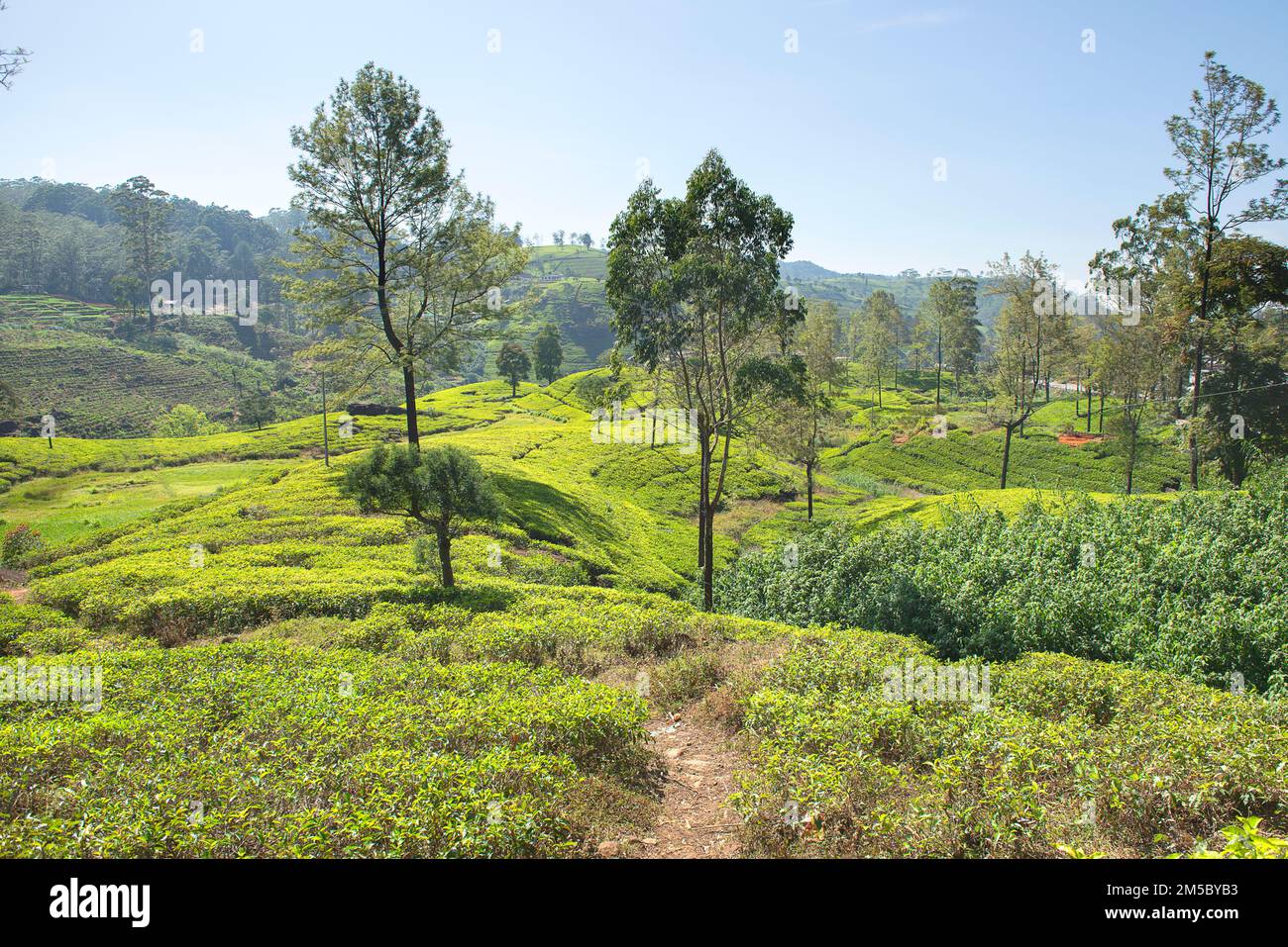 Tea plantation in Nuwara Eliya , Sri Lanka Stock Photo - Alamy