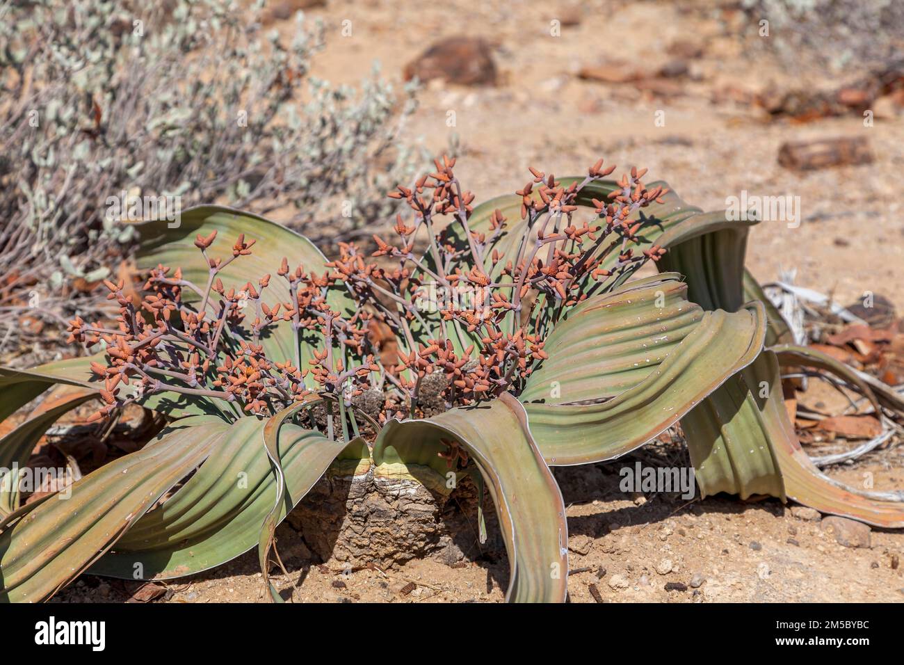 Welwitschia (Welwitschia mirabilis), Namibia Stock Photo - Alamy