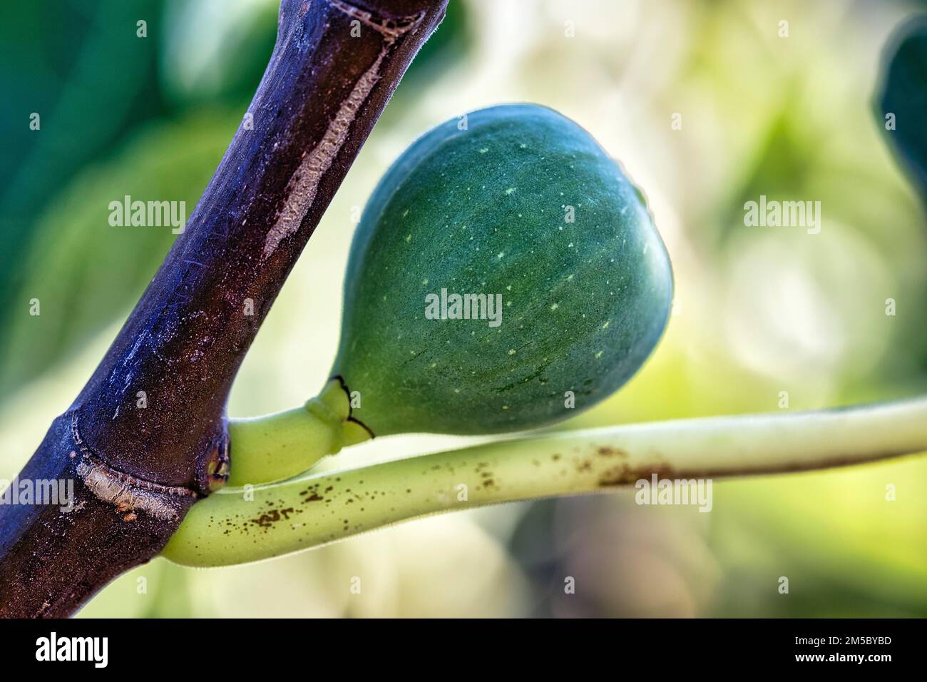 Single ficus tree (Ficus), growing on branch, unripe, close-up ...