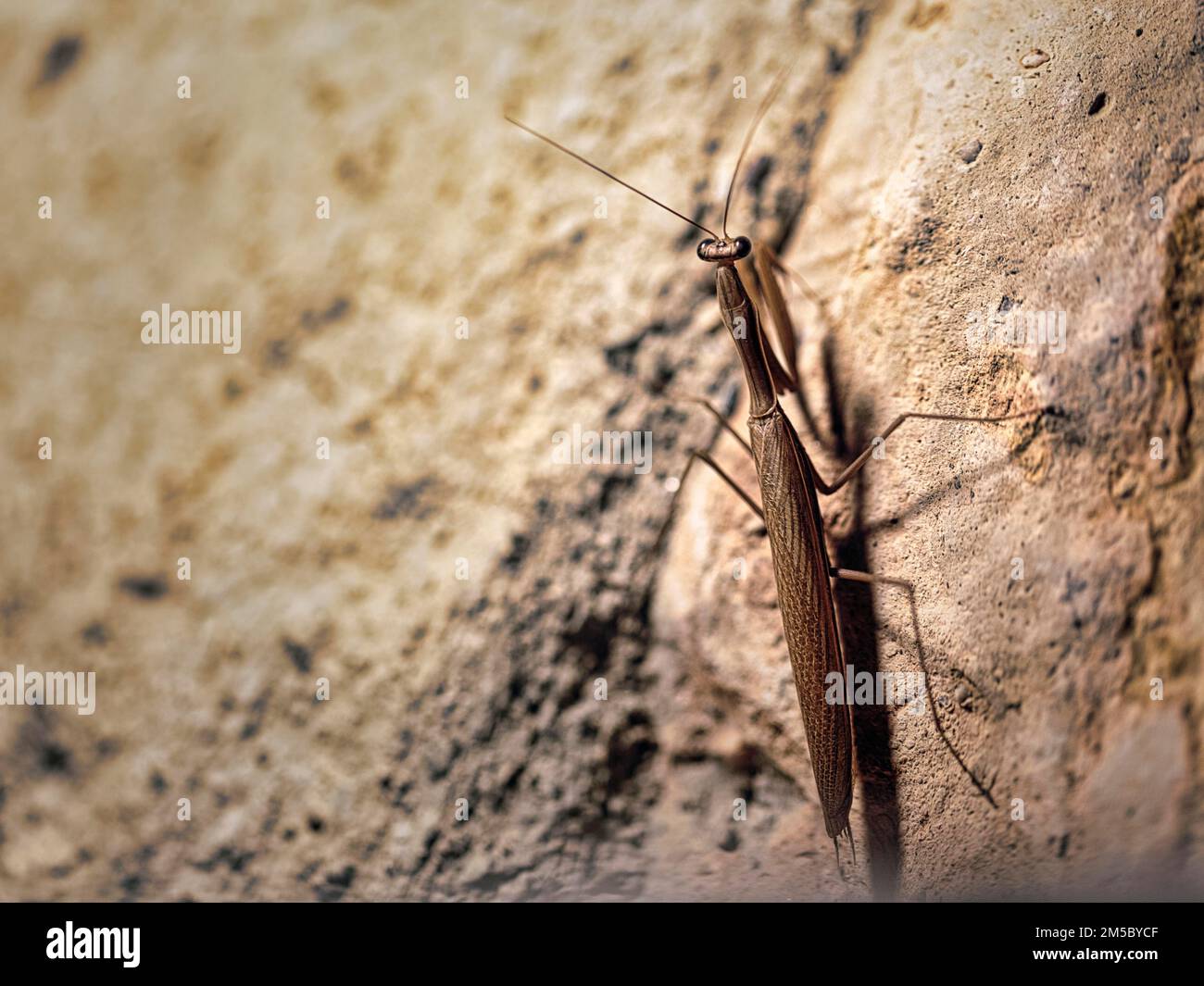 European mantis (Mantis religiosa) running up a wall, close-up ...