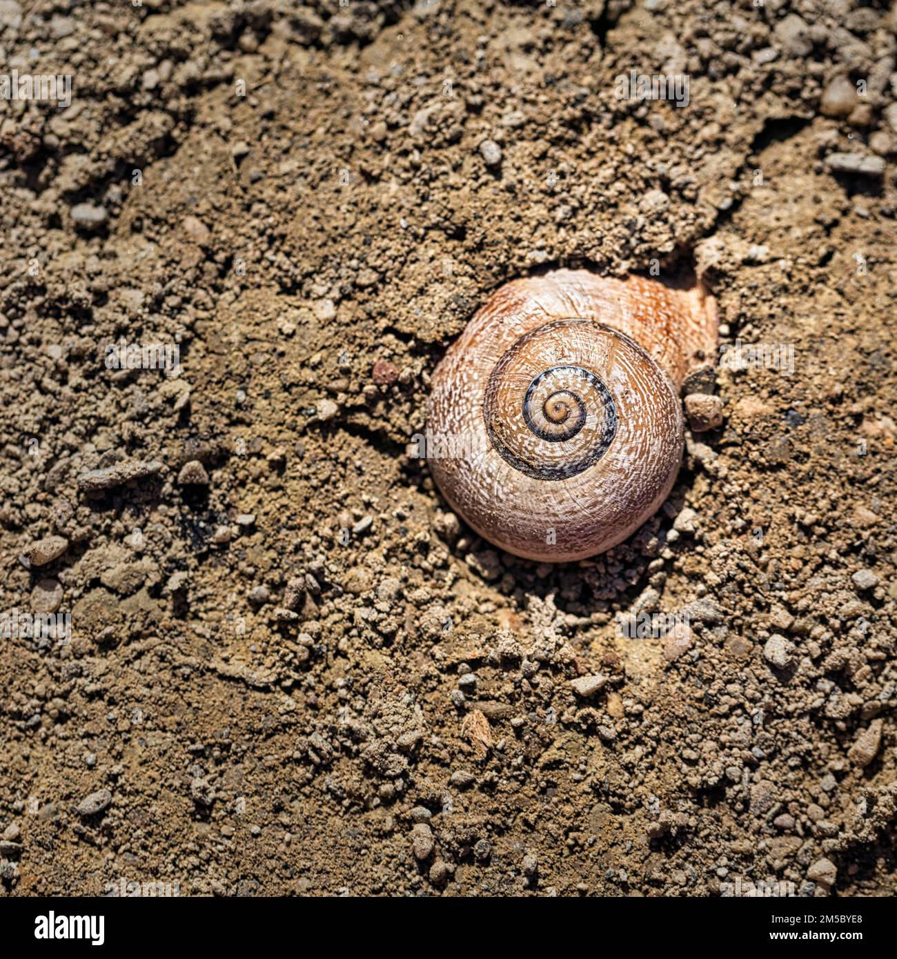 Snail shell on dry ground, top view, Andalusia, Spain Stock Photo - Alamy
