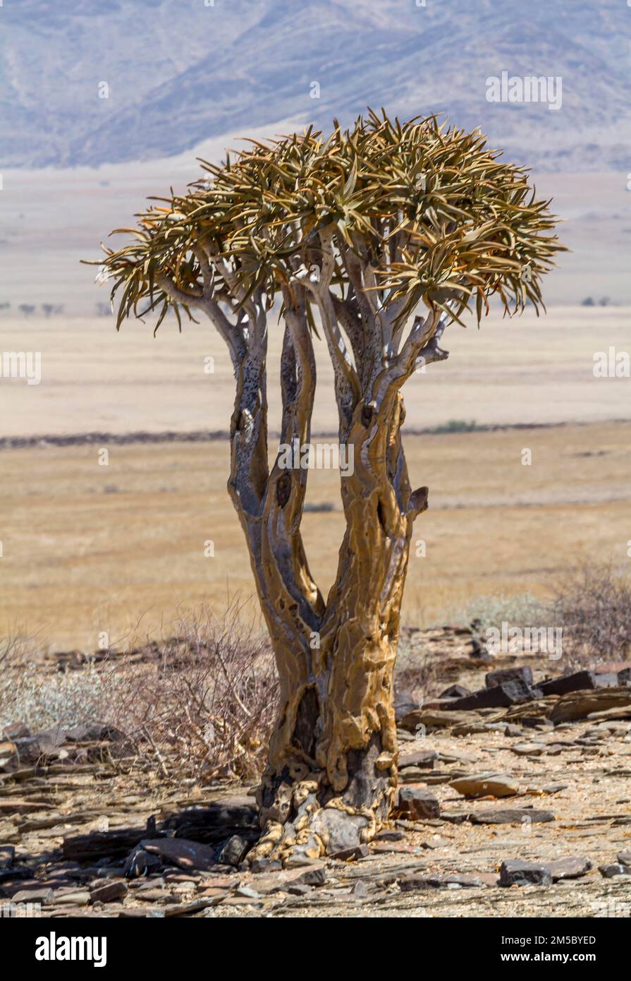 Desert-like landscape with quiver tree (Aloe dichotoma), transition ...