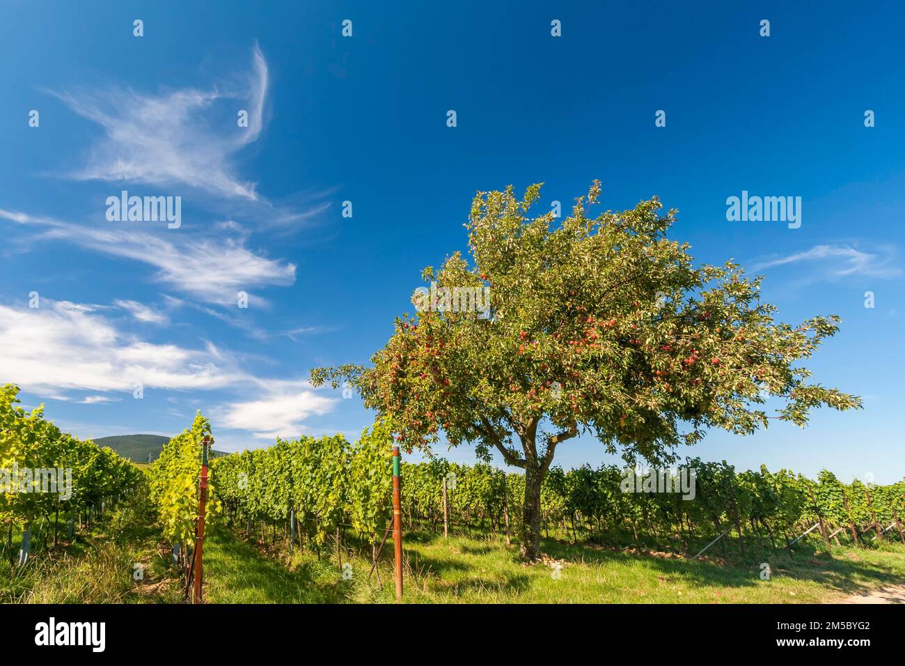 Apple tree (Malus domestica) in a vine field, red apples on the tree ...