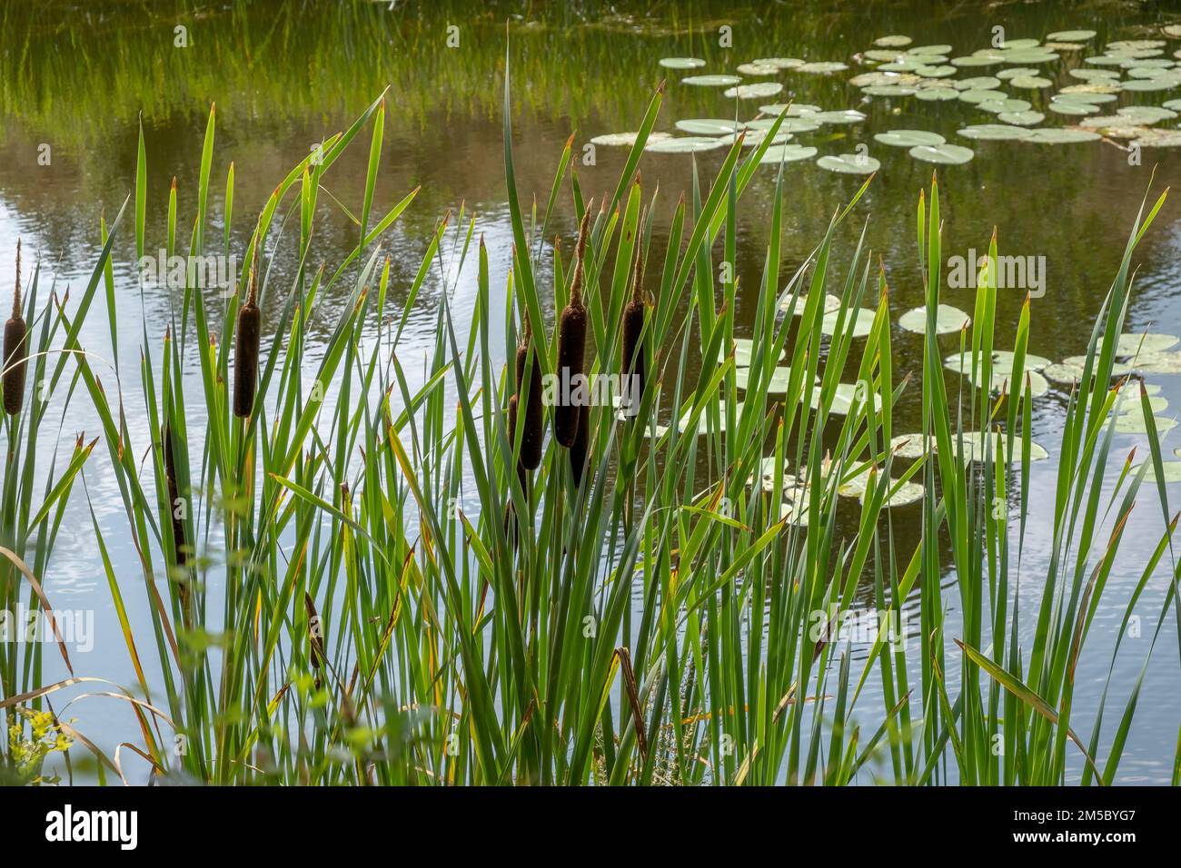 Inflorescence of a bulrush (Typha sp.), Netherlands Stock Photo - Alamy