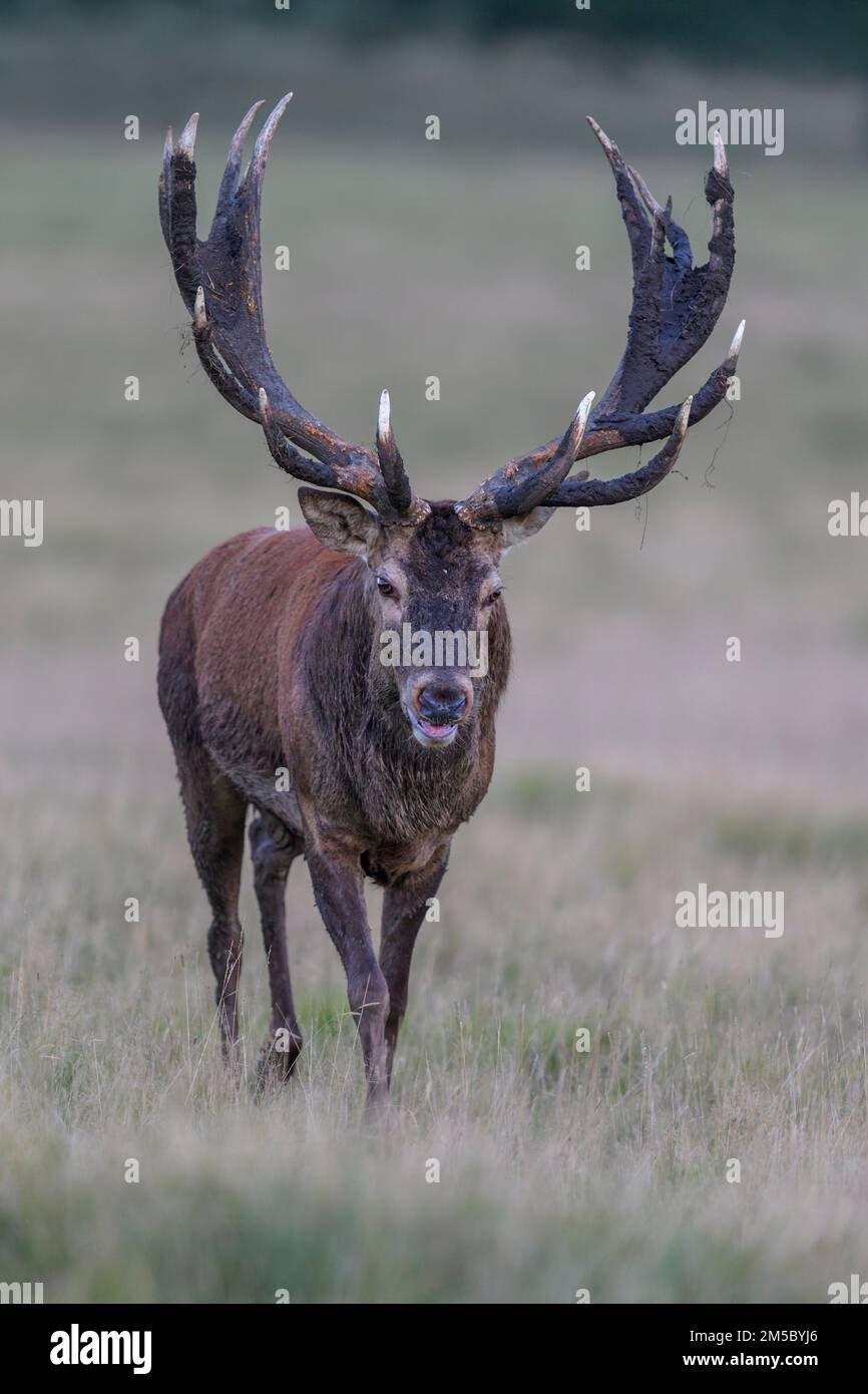 Red deer (Cervus elaphus), with mud in antlers running in a meadow ...