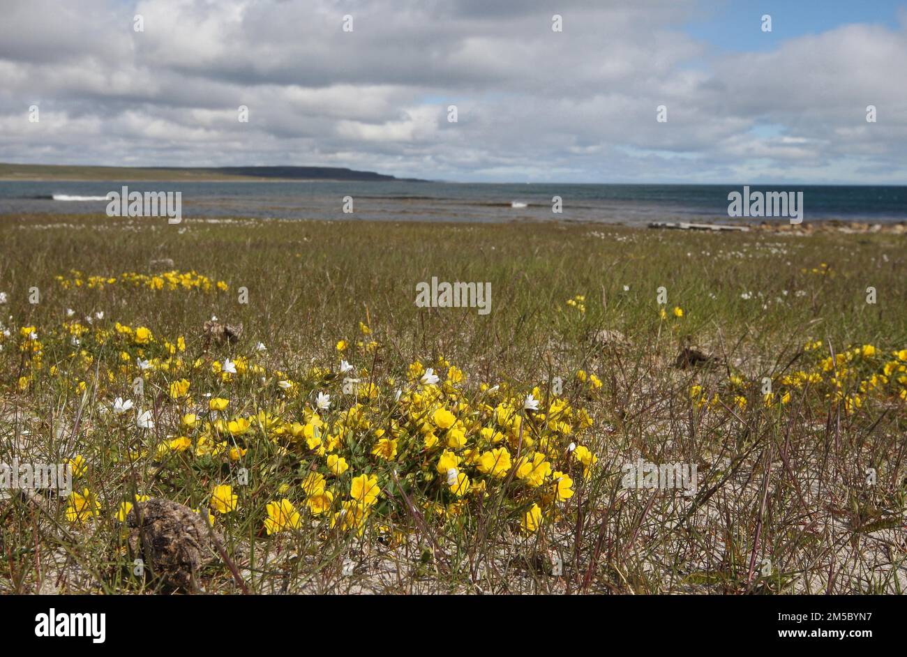 Common horn clover (Lotus corniculatu) on the shore of the Barents Sea ...