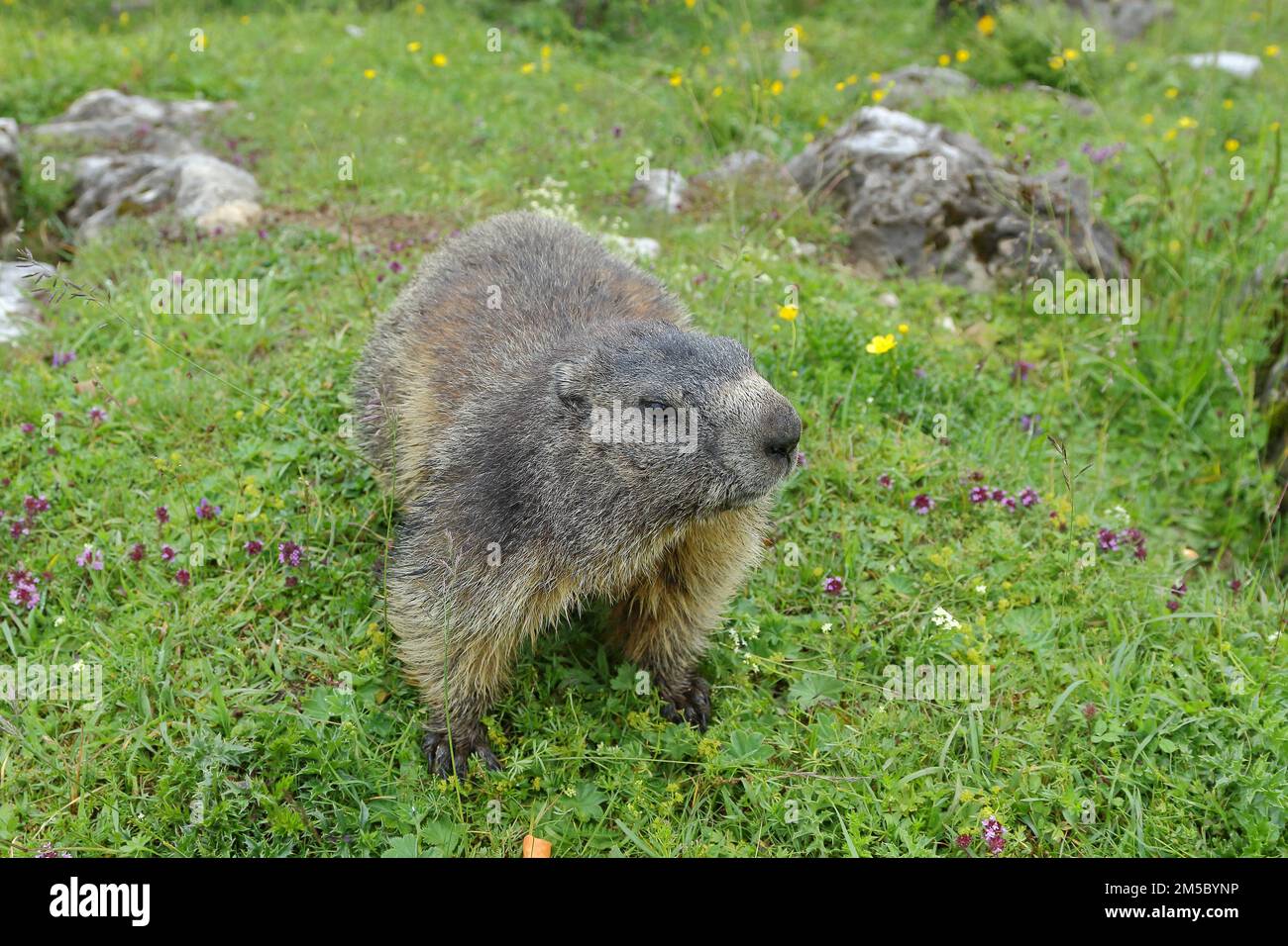 Alpine marmot (Marmota marmota), feeding on a mountain pasture ...