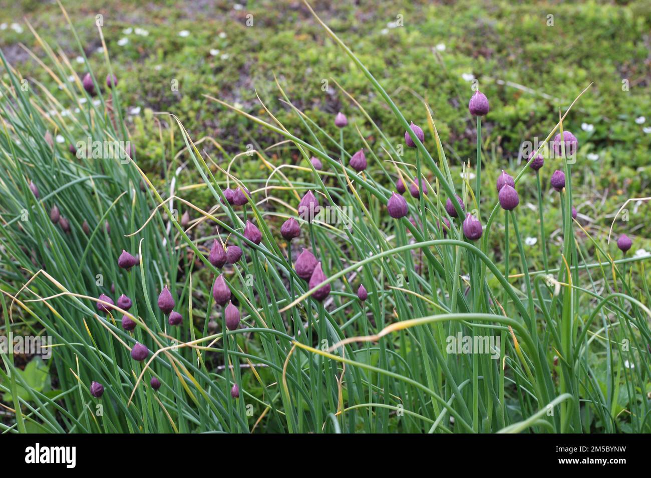 Wild chives (allium schoenoprosum) in the tundra, Lapland, Northern ...
