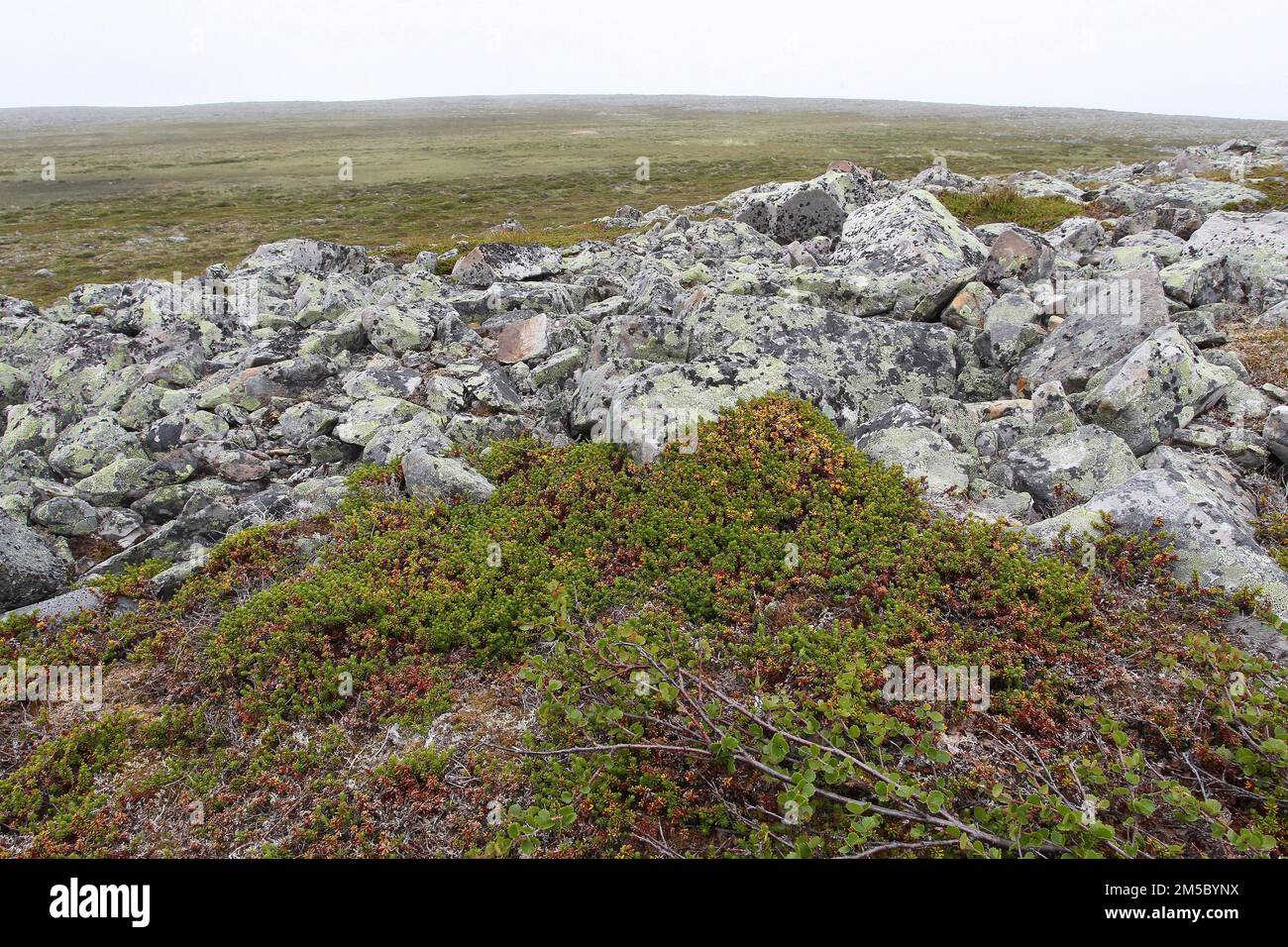 Black crowberry (Empetrum nigrum) and map lichen (Rhizocarpon ...