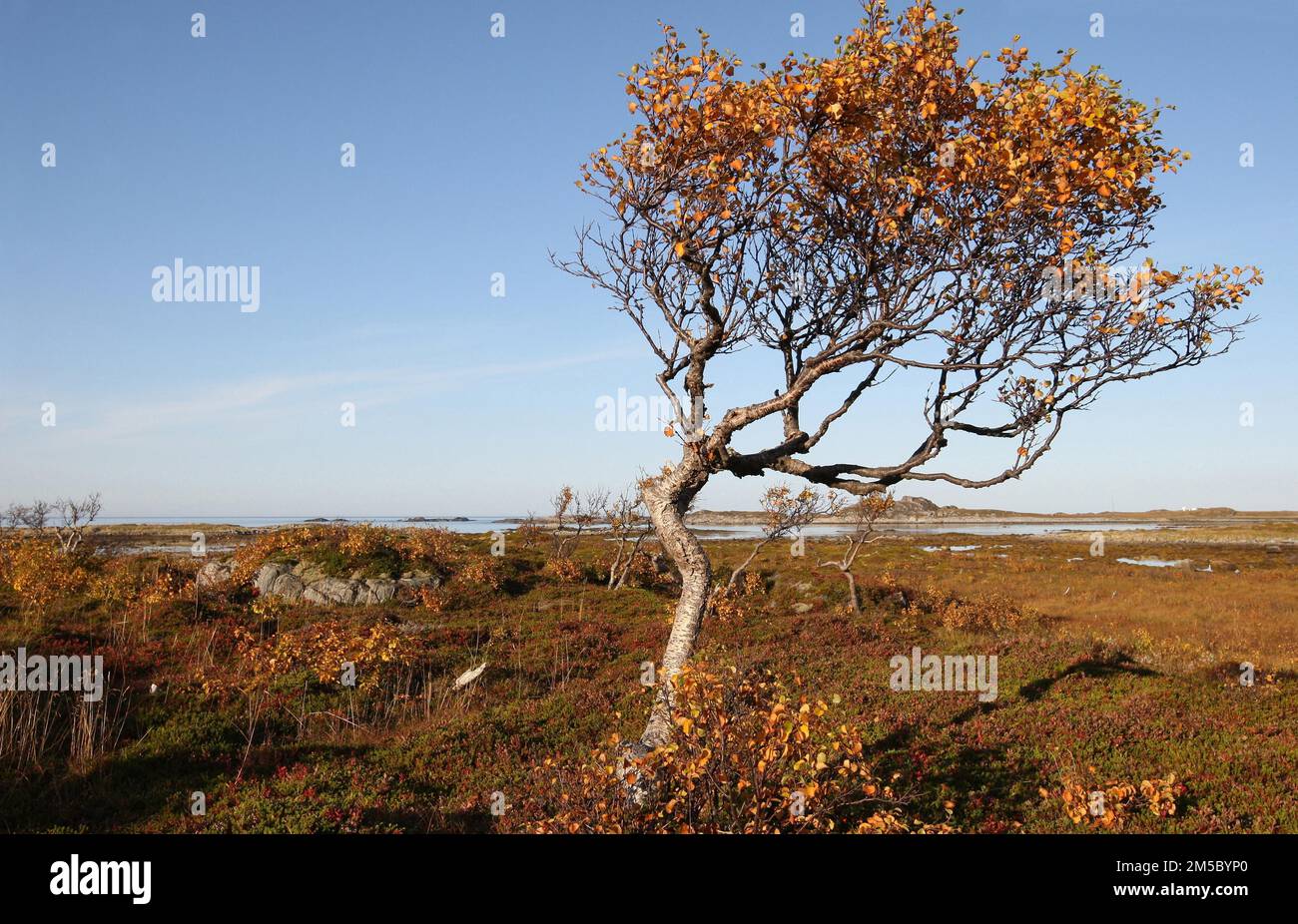 Downy birch (Betula pubescens) by the sea among autumn tundra plants ...