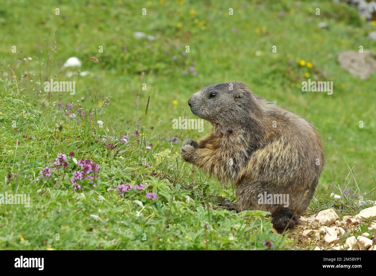Alpine marmot (Marmota marmota), feeding on a mountain pasture ...