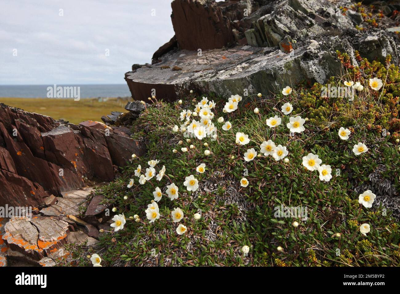 White dryad (Dryas octopetala) blooming on a rock in the tundra ...