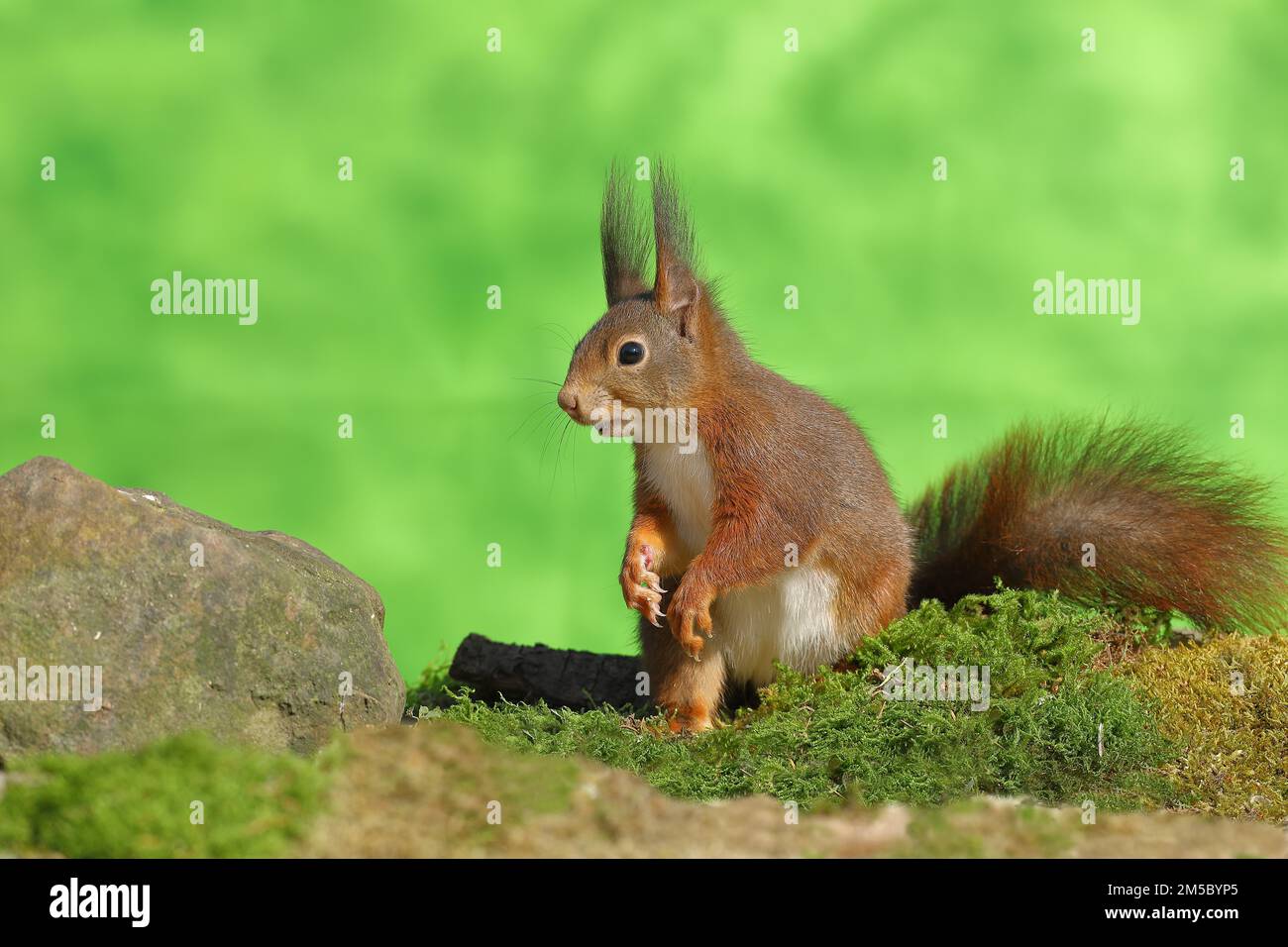 Eurasian red squirrel (Sciurus vulgaris), sitting on mossy forest floor ...