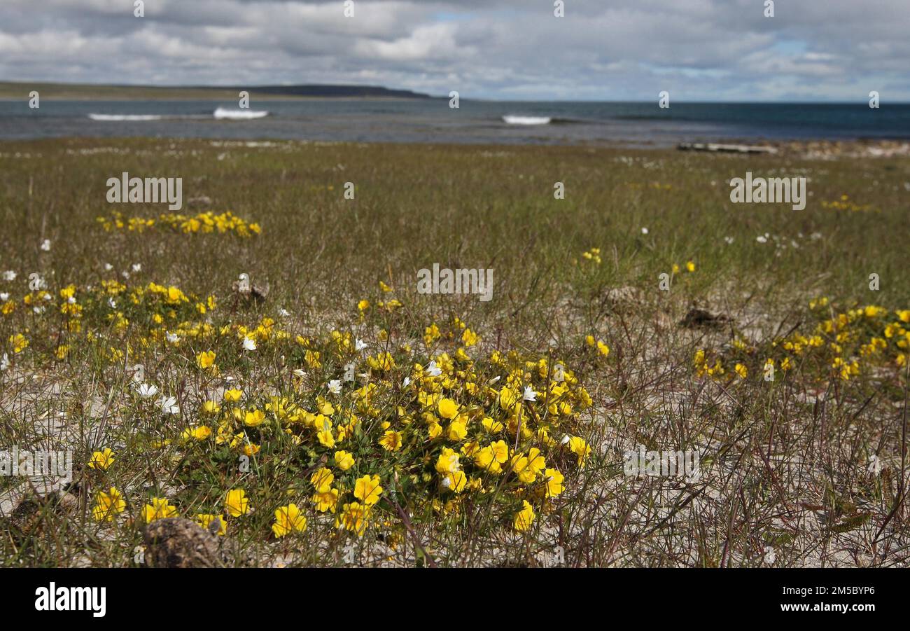 Common horn clover (Lotus corniculatu) on the shore of the Barents Sea ...