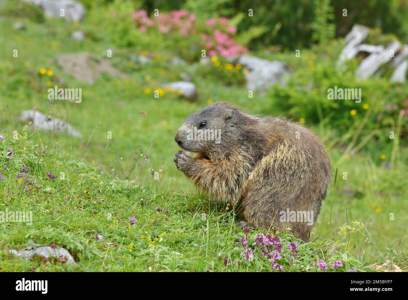 Alpine marmot (Marmota marmota), feeding on a mountain pasture ...