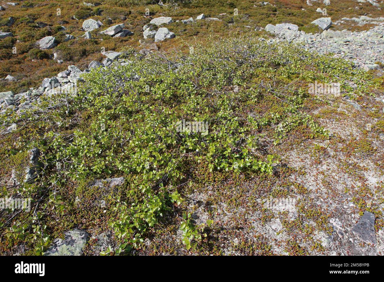 Dwarf birch (Betula nana), polar birches in the tundra, Lapland ...