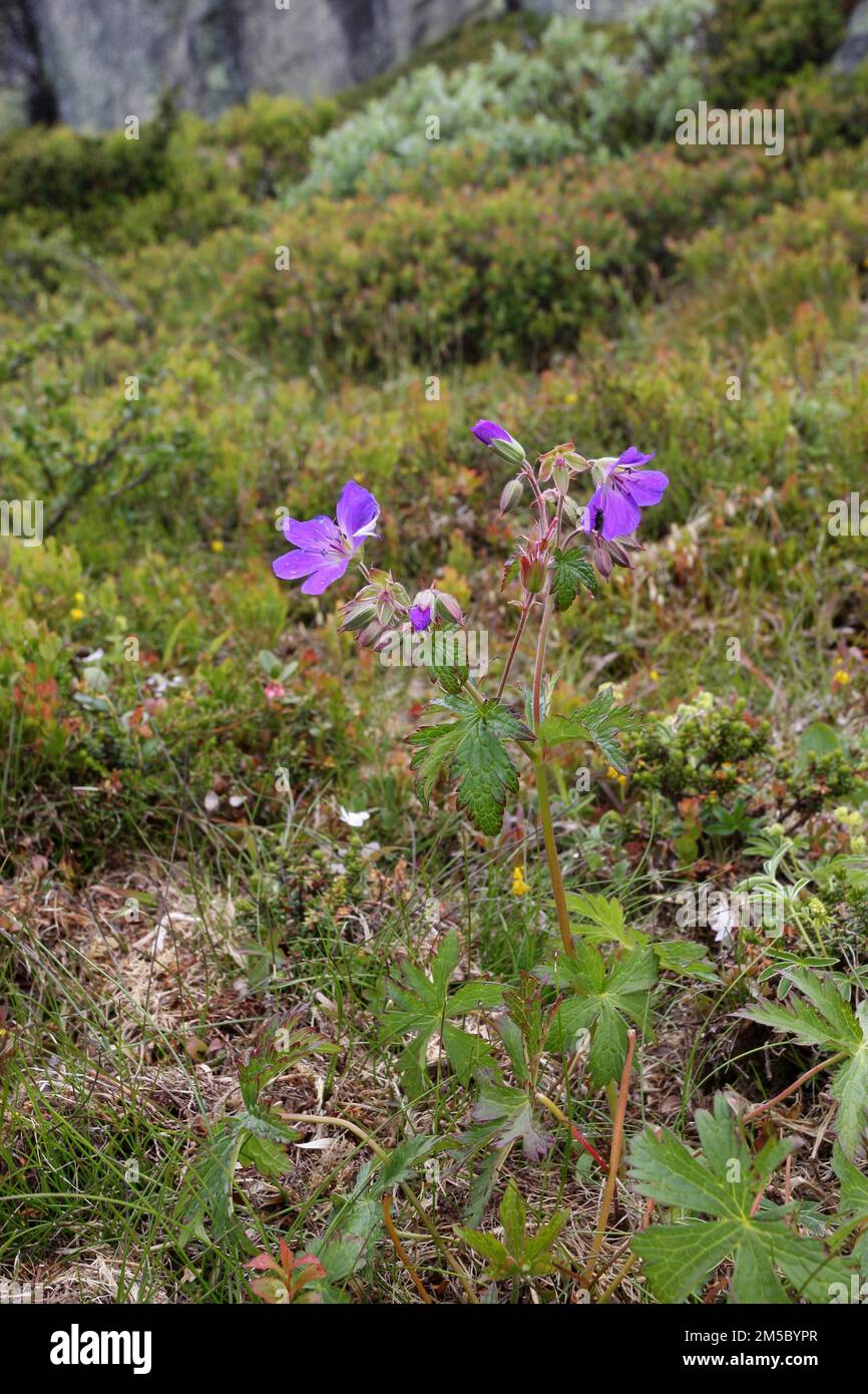 Puprecht's weed, herb robert (Geranium robertianum) flowers in the ...